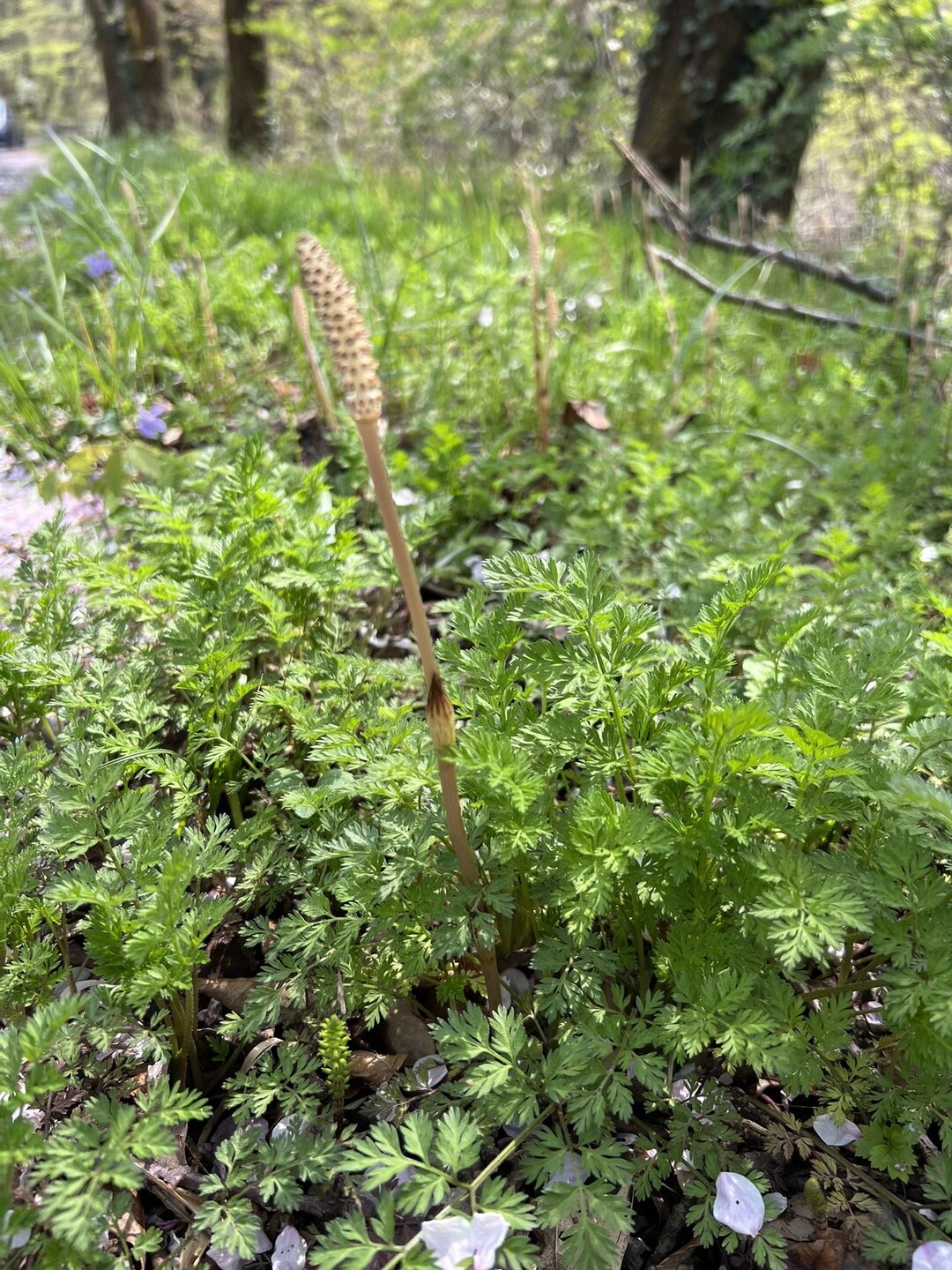 簑山🌸 / tea003さんの簑山の活動データ | YAMAP / ヤマップ