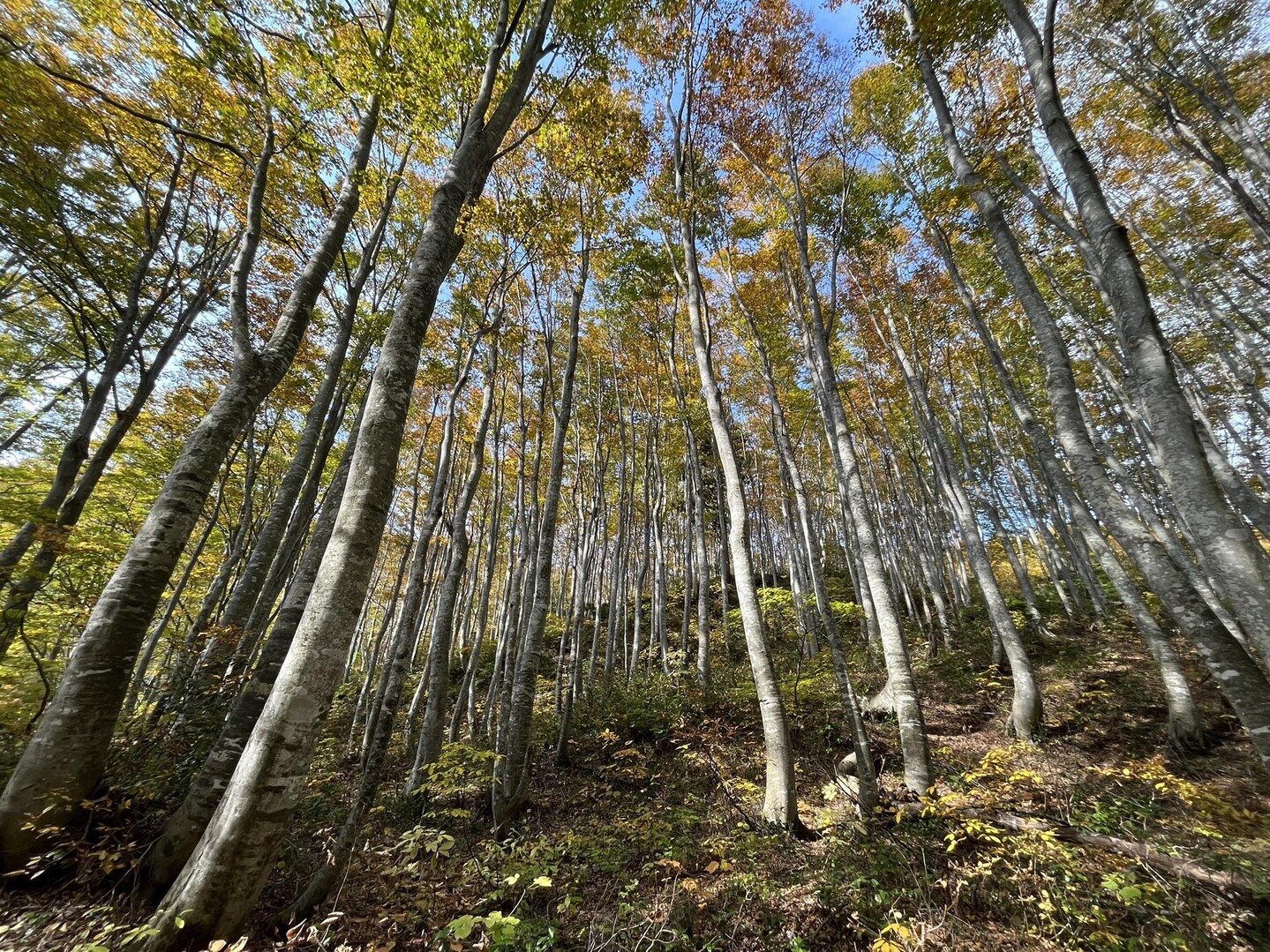 戸倉山-2023-10-27 / Ma-buさんの駒ヶ岳の活動データ | YAMAP / ヤマップ