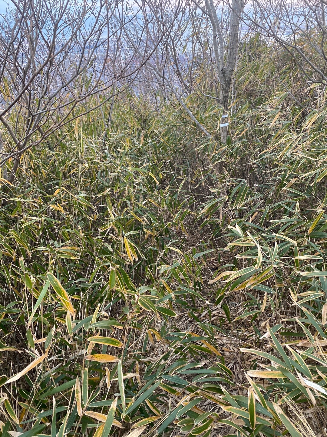 seiさんの投稿したフィールドメモ | YAMAP / ヤマップ