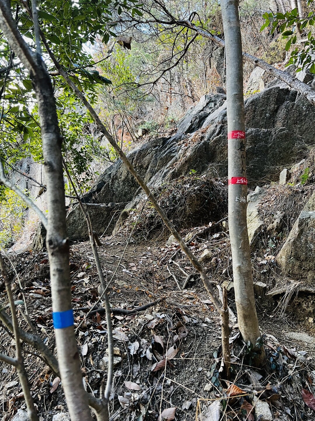 PEZ（ペッツ）さんの投稿したフィールドメモ | YAMAP / ヤマップ