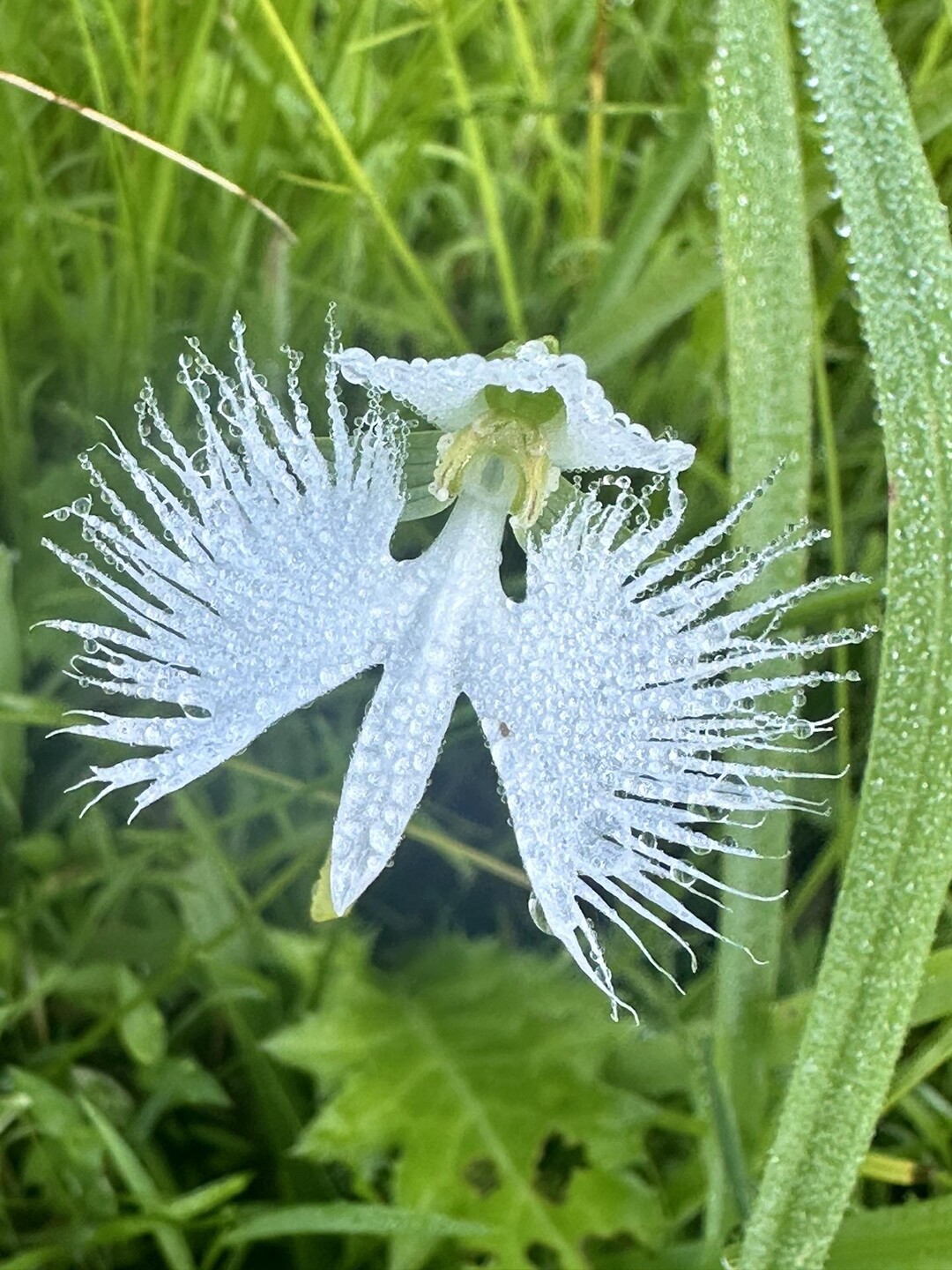 2024.8.11 山の日 リハビリ歩き👣 / rinさんの中津山の活動データ | YAMAP / ヤマップ