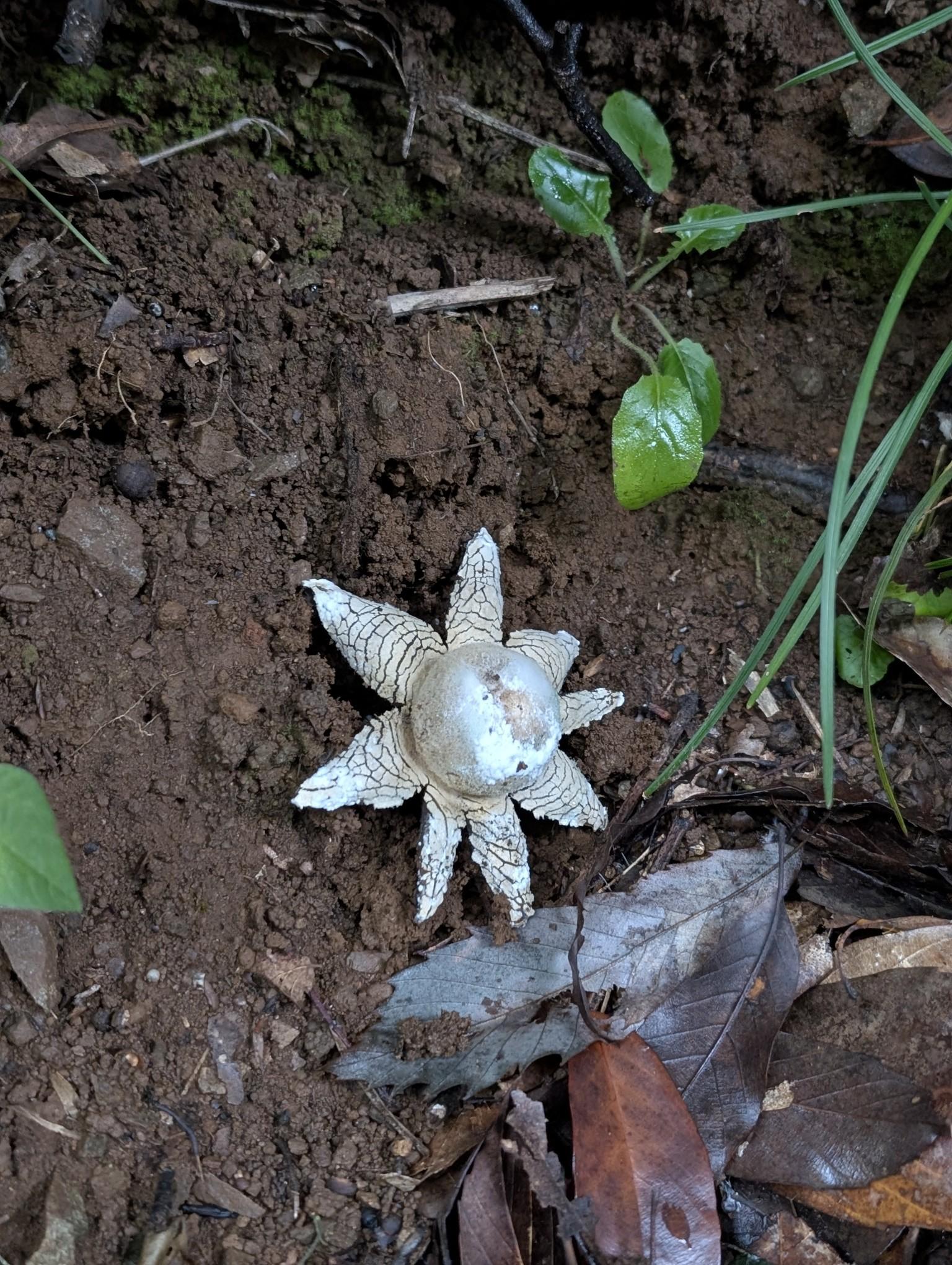 草戸山〜高尾山 セブンサミッツ / YAまーKNさんの高尾山・陣馬山・景信山の活動データ | YAMAP / ヤマップ