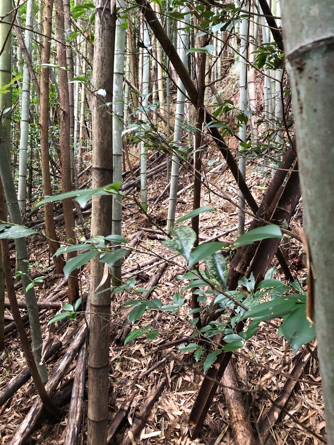 低山巡り 庄下山 117.1m 三重 明和町 / isisさんの松阪市の活動データ | YAMAP / ヤマップ
