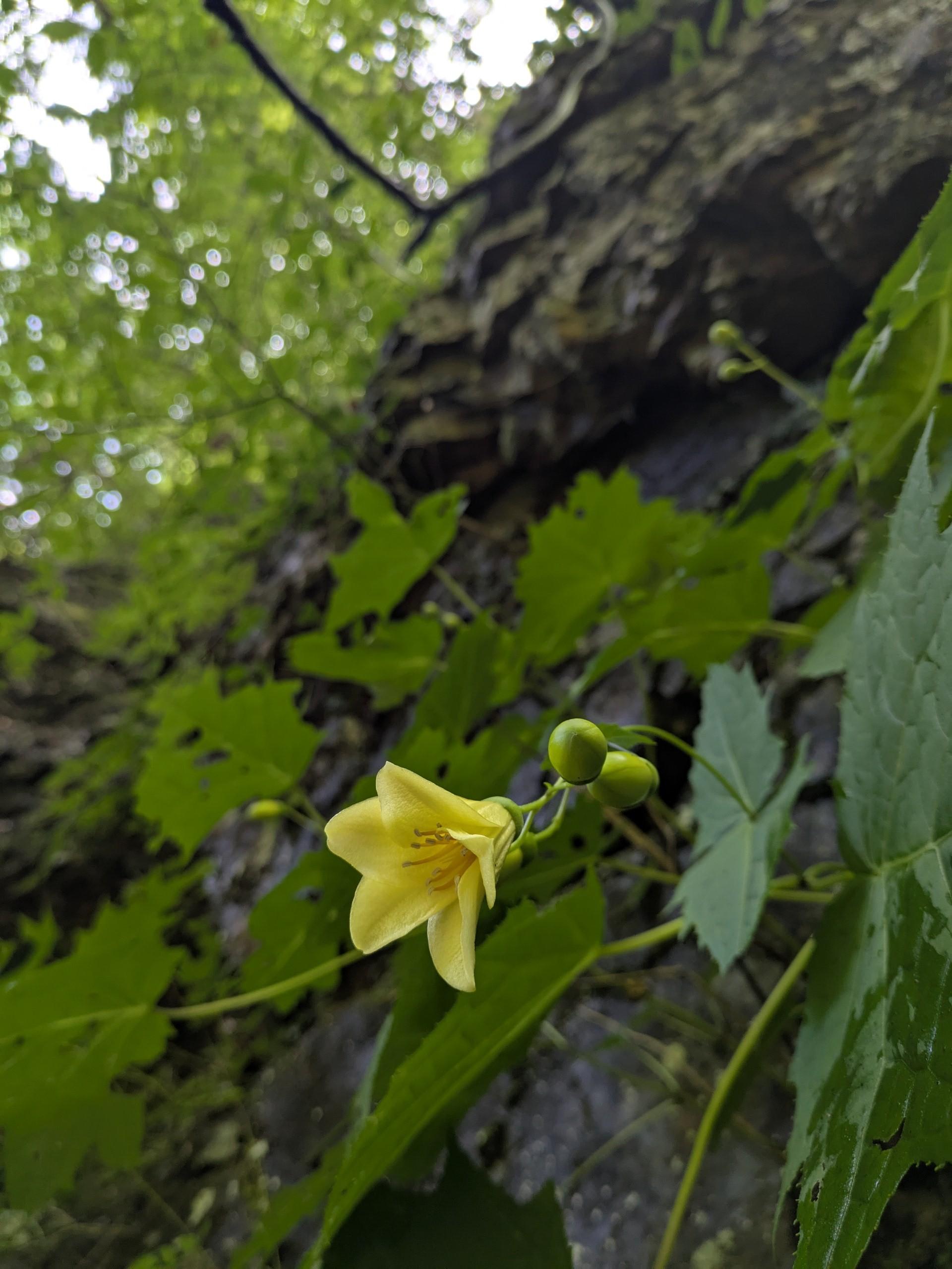 メンノツラのキレンゲショウマ💕 202... / たかちゃんさんのモーメント | YAMAP / ヤマップ