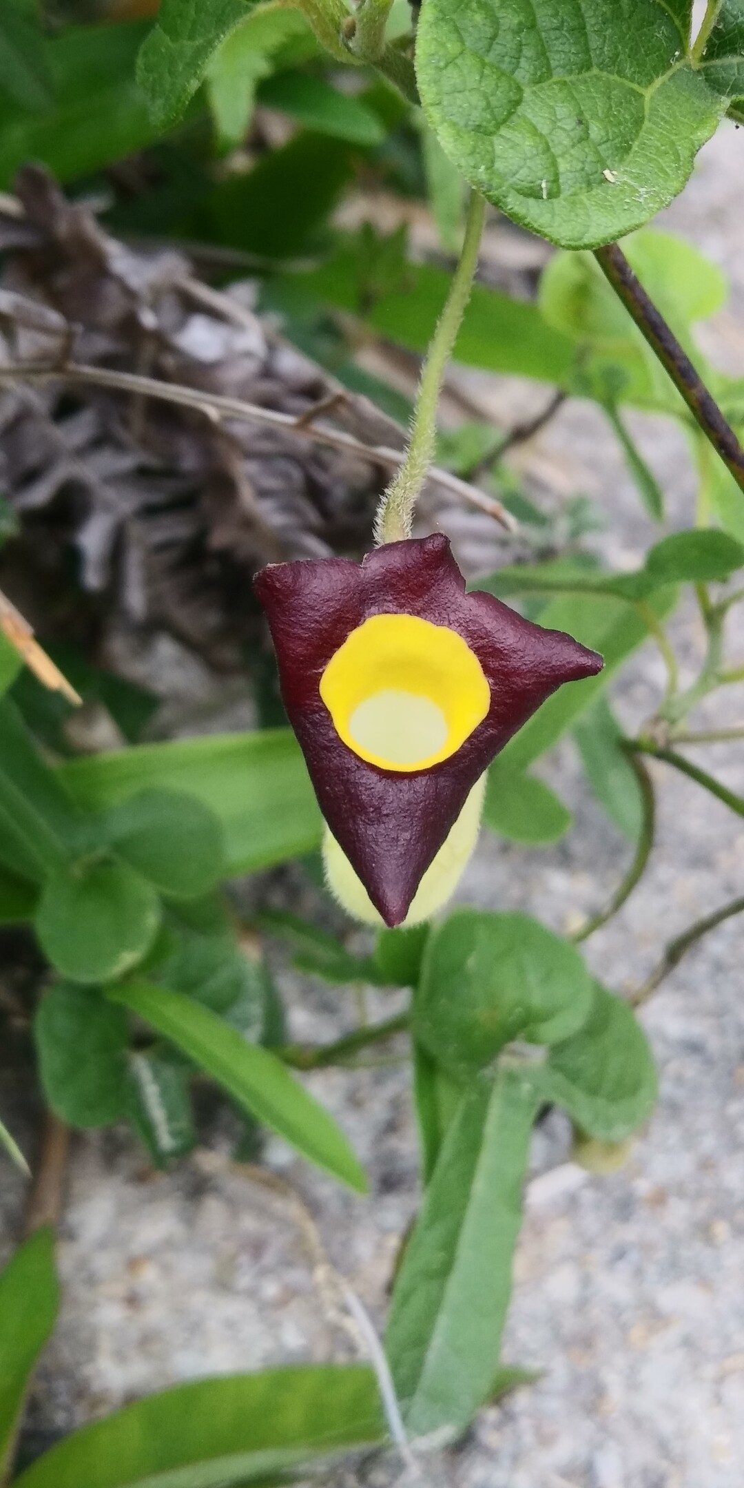 naokorinのページ | YAMAP / ヤマップ