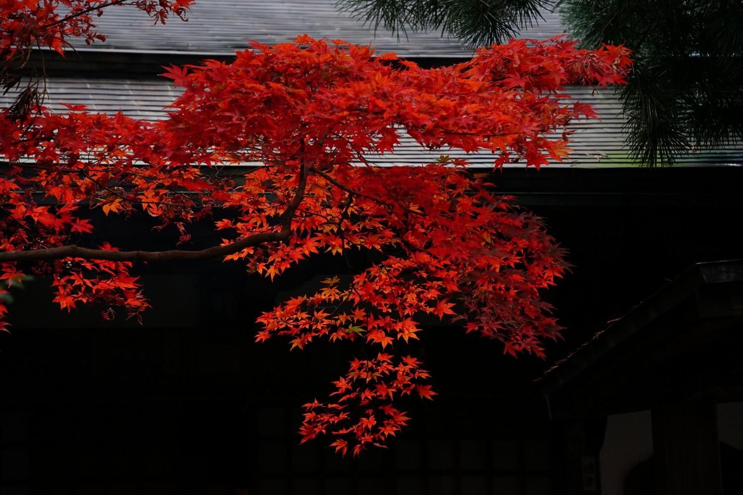 鎌倉歴史散歩―北条義時・泰時の時代を歩く― / かぐや姫さんの鎌倉市の活動データ | YAMAP / ヤマップ