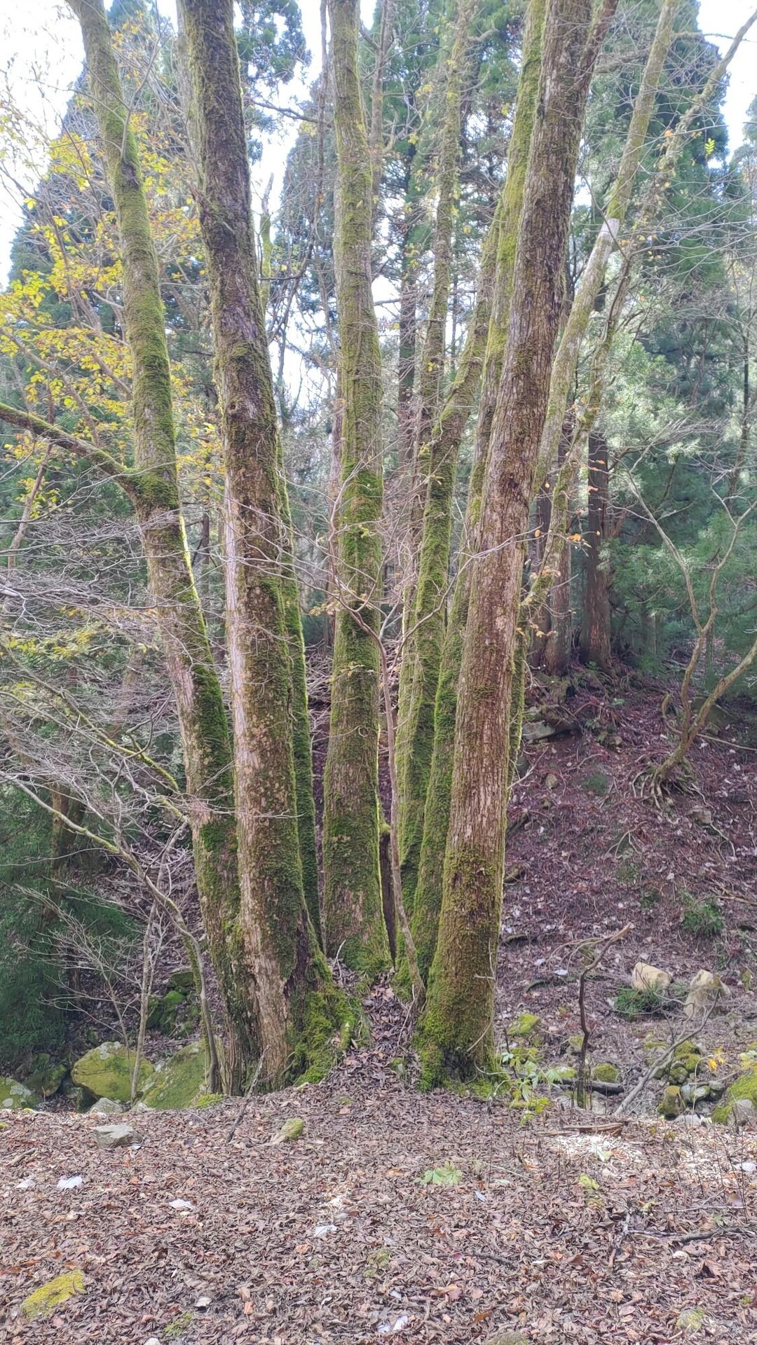 solaさんの投稿したフィールドメモ | YAMAP / ヤマップ