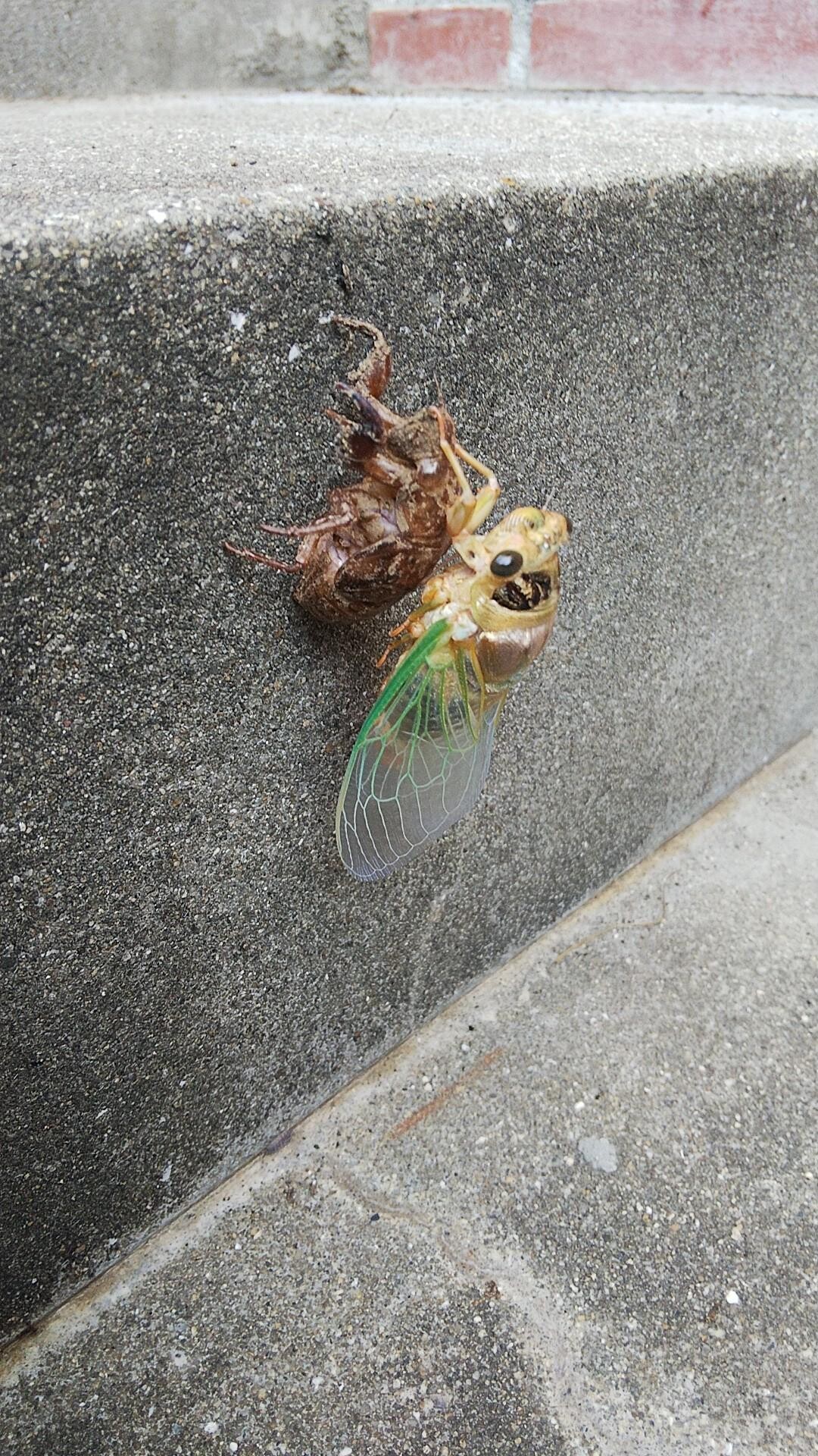 おはようございます🌄 家の階段にて。お... / はぴぴのさんのモーメント | YAMAP / ヤマップ