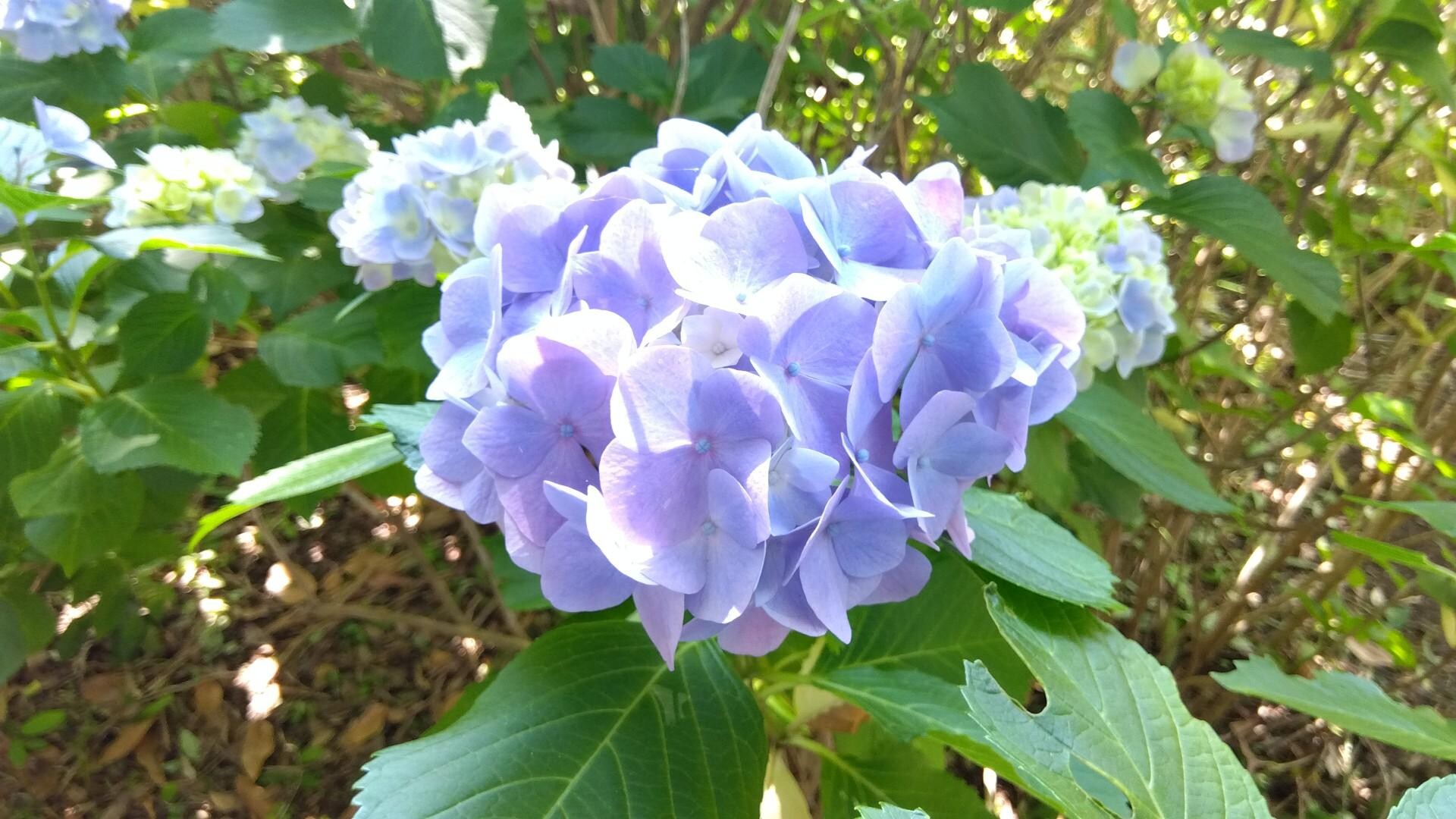 三浦アルプス＋旗立山（鐙摺山） / SN2024さんのMIURA BIKE&HIKE ADVENTUREの活動データ | YAMAP / ヤマップ