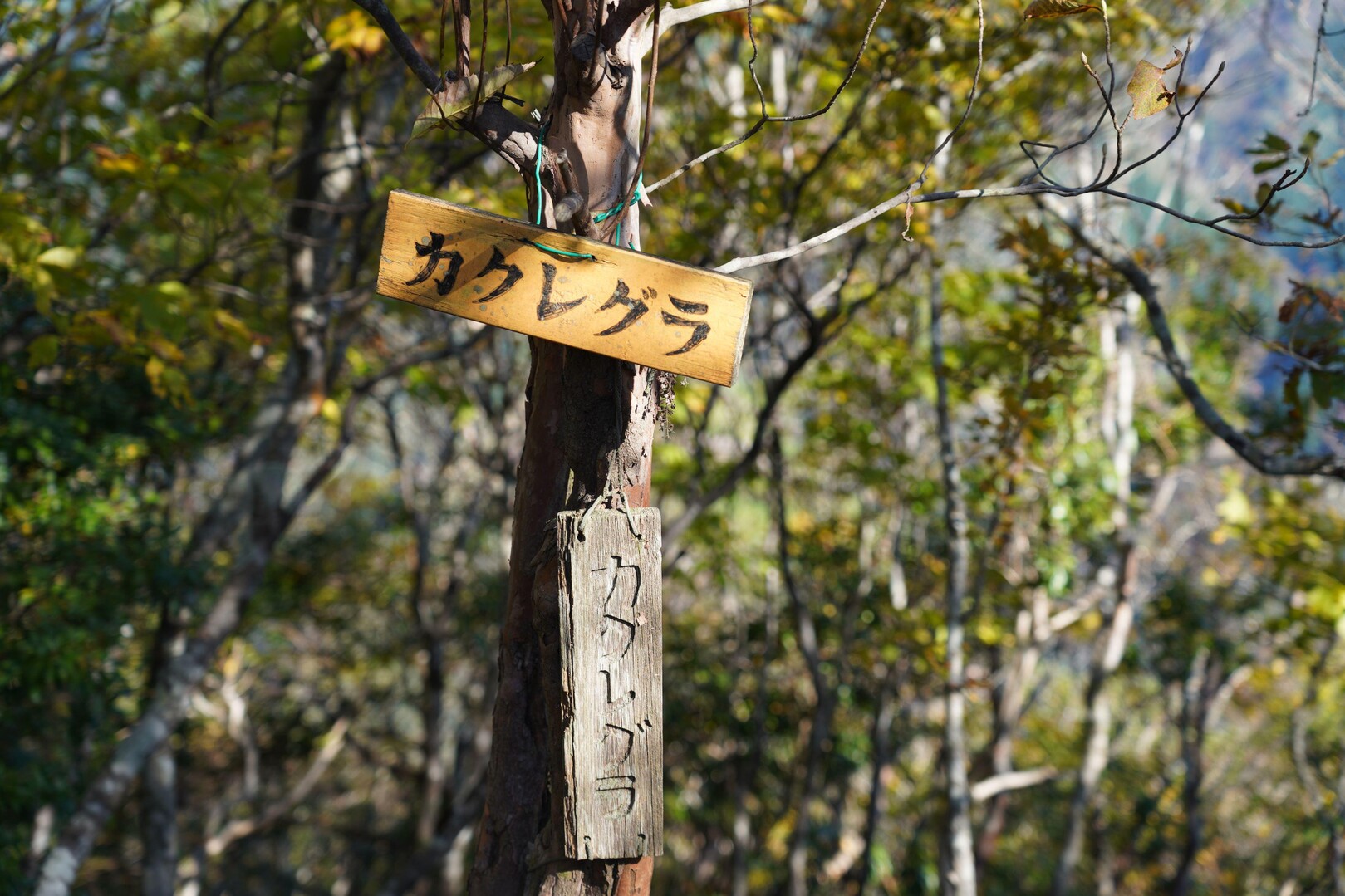 しょっぱい入道ヶ原・杉峠ノ頭・タイジョウ・カクレグラ・水呑岳 / podoryさんの綿向山の活動データ | YAMAP / ヤマップ