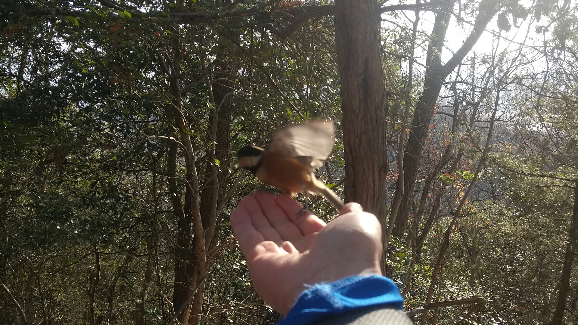 日山 / h3さんの高松市の活動データ | YAMAP / ヤマップ