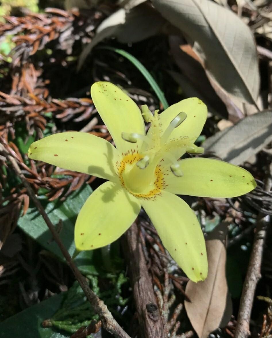 はじめて見た野山のお花です。 黄色い花... / neyさんのモーメント | YAMAP / ヤマップ