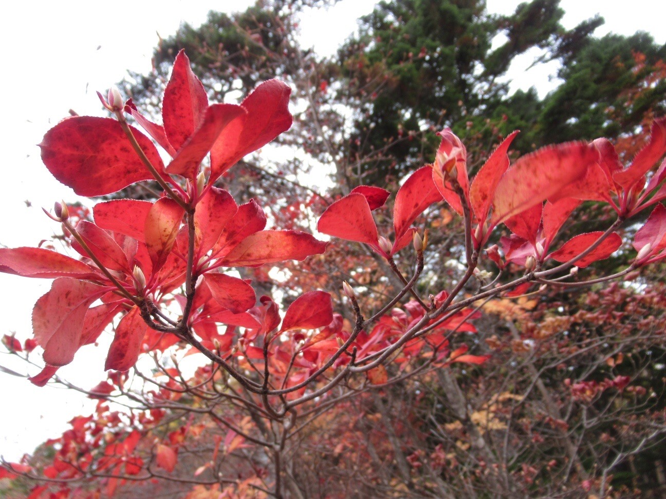 白駒池-2021-10-10 / Kazu.Muさんの蓼科山・横岳・縞枯山の活動データ | YAMAP / ヤマップ