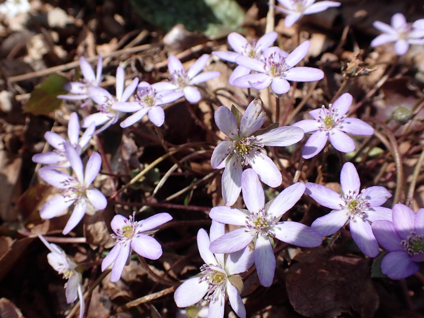 松岳山・樋曽山・福井山・角田山（長者原山） / rikiさんの角田山の活動データ | YAMAP / ヤマップ
