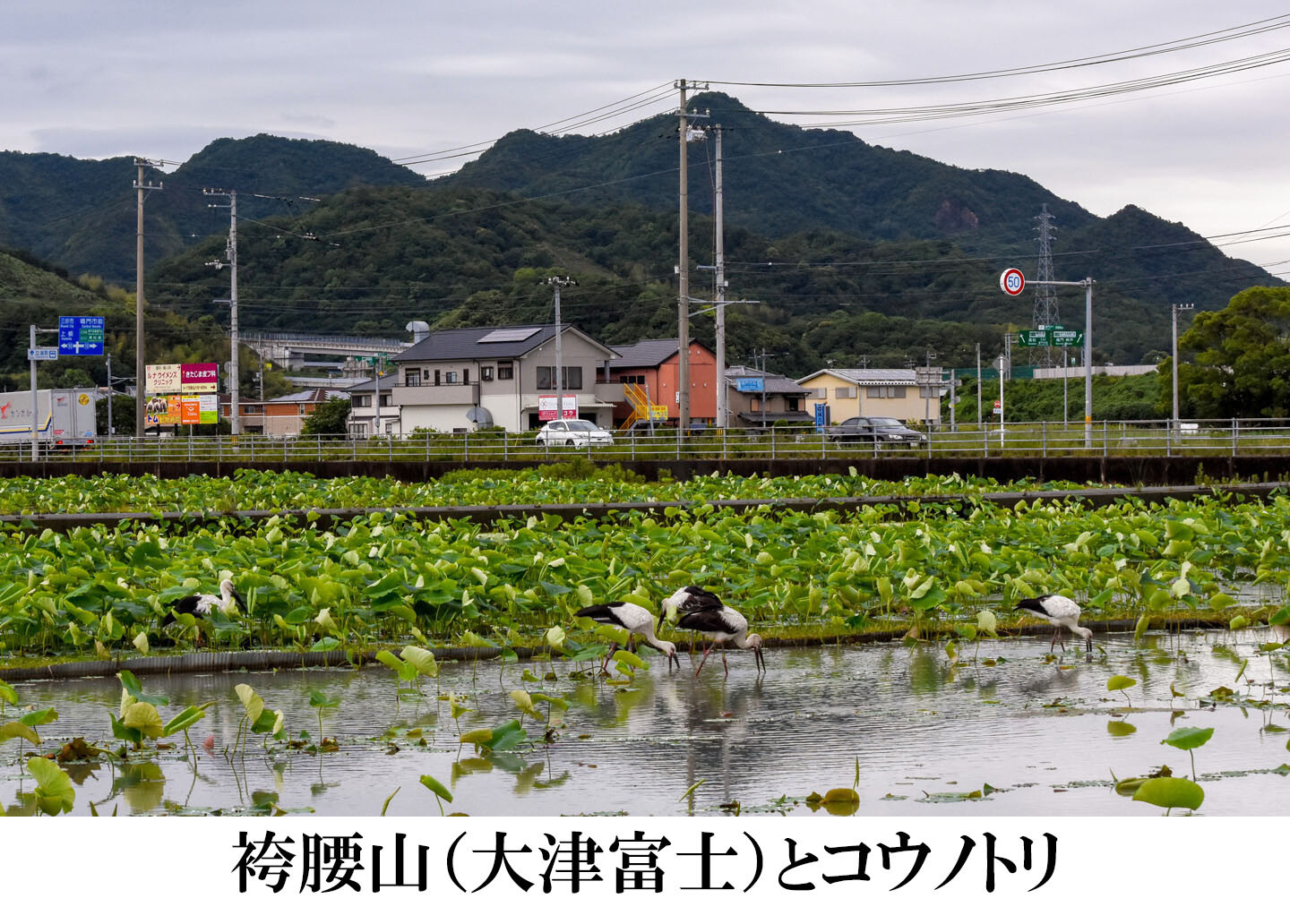 鳴門市大津町から… 2021 R3.6... / 袴腰のベニトンボさんのモーメント | YAMAP / ヤマップ