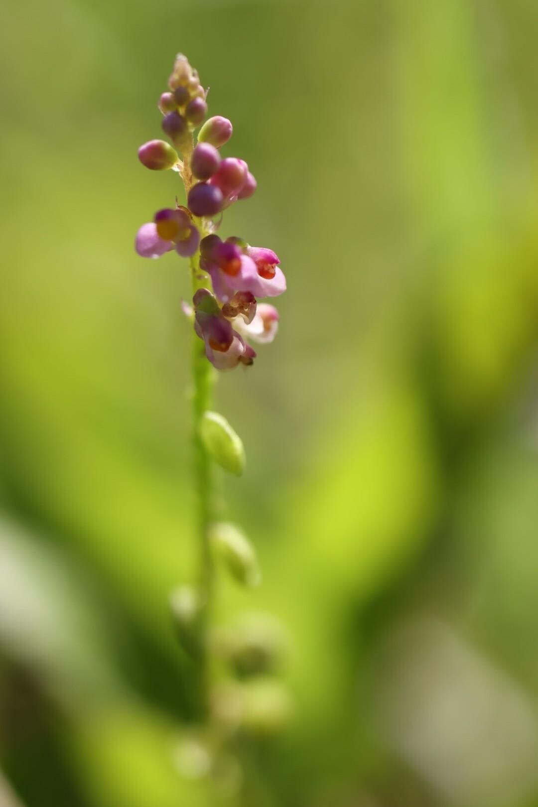 ヒナノキンチャク見にレッツゴー ピントイ... / T☆Yamameさんのモーメント | YAMAP / ヤマップ
