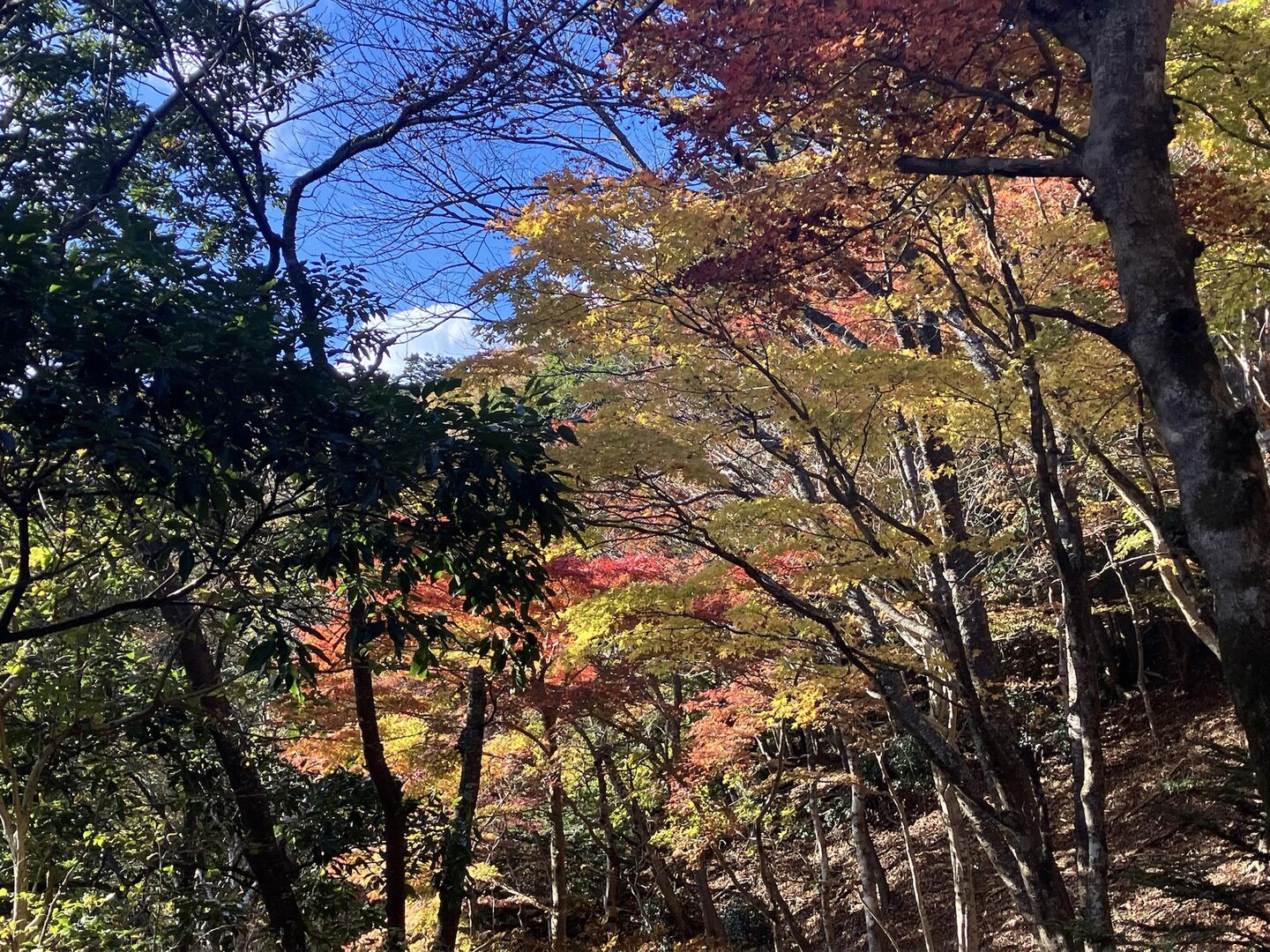 2024.11.23 ヤビツ経由の大山 / aoさんの塔ノ岳・丹沢山・蛭ヶ岳の活動データ | YAMAP / ヤマップ