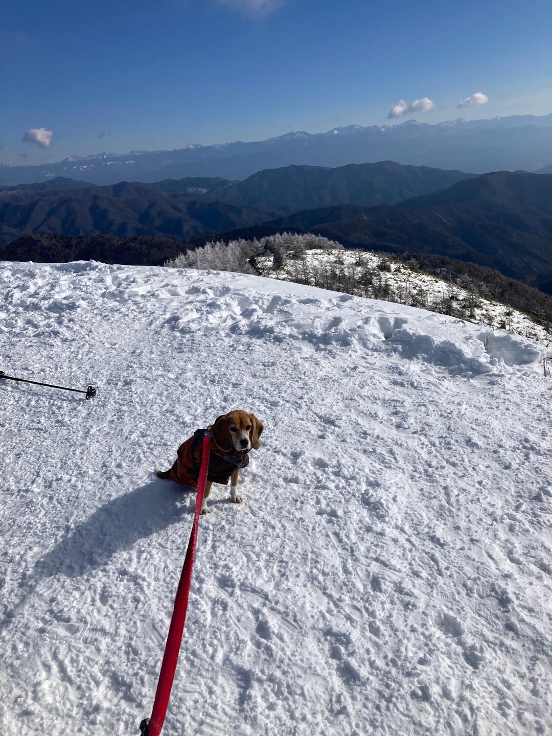 犬連れ登山楽しいよ https://yo... / 山旅犬🐶ロマチッチ lomachicciさんのモーメント | YAMAP / ヤマップ