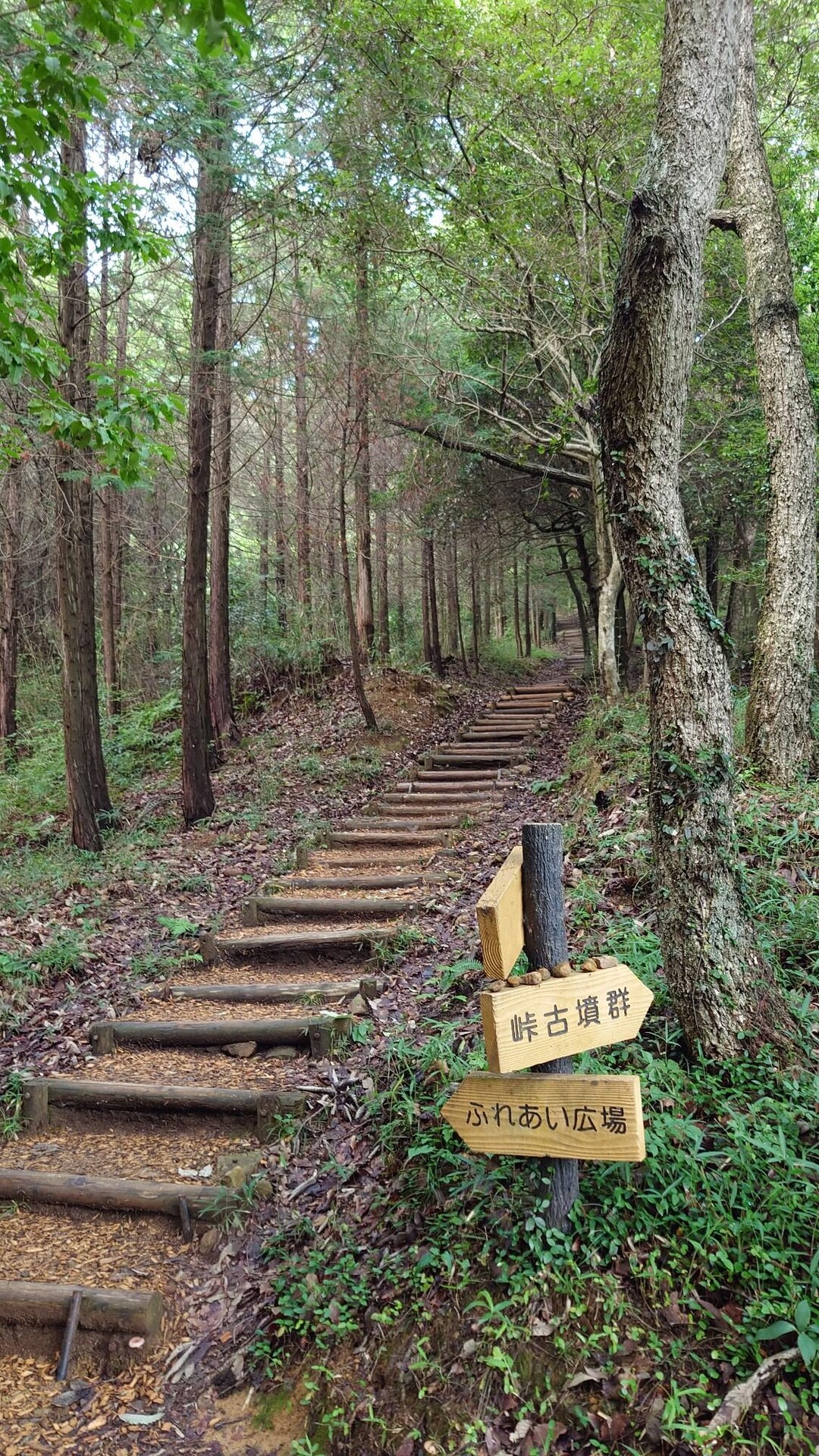 夕活福山234🎉 / masaeさんの福山・江田山・高鳥居山の活動データ | YAMAP / ヤマップ
