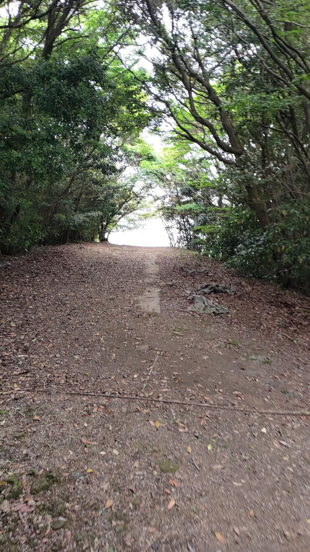 湯川山 / anto SSさんの湯川山・城山・孔大寺山の活動データ | YAMAP / ヤマップ