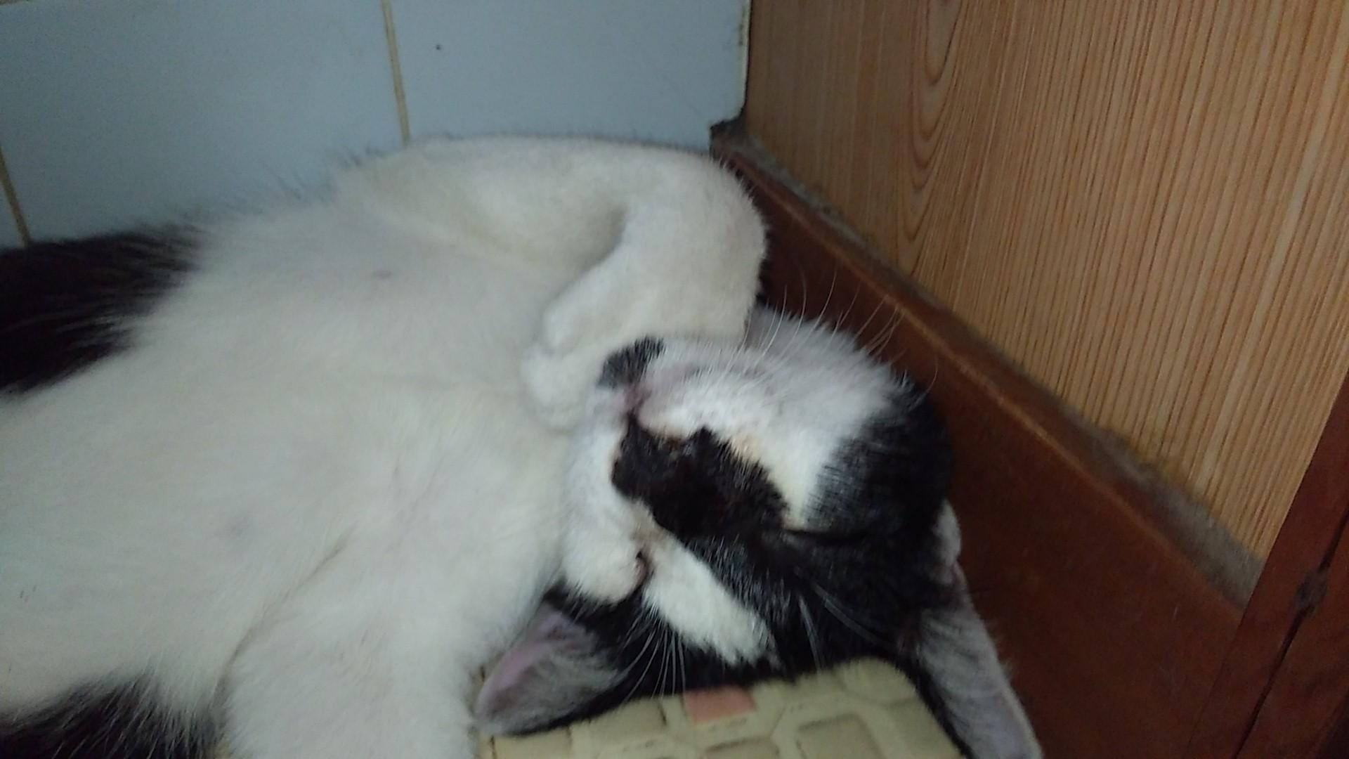 今日のルーキー君です。😺😺😺 / ドラゴン7さんのモーメント | YAMAP / ヤマップ