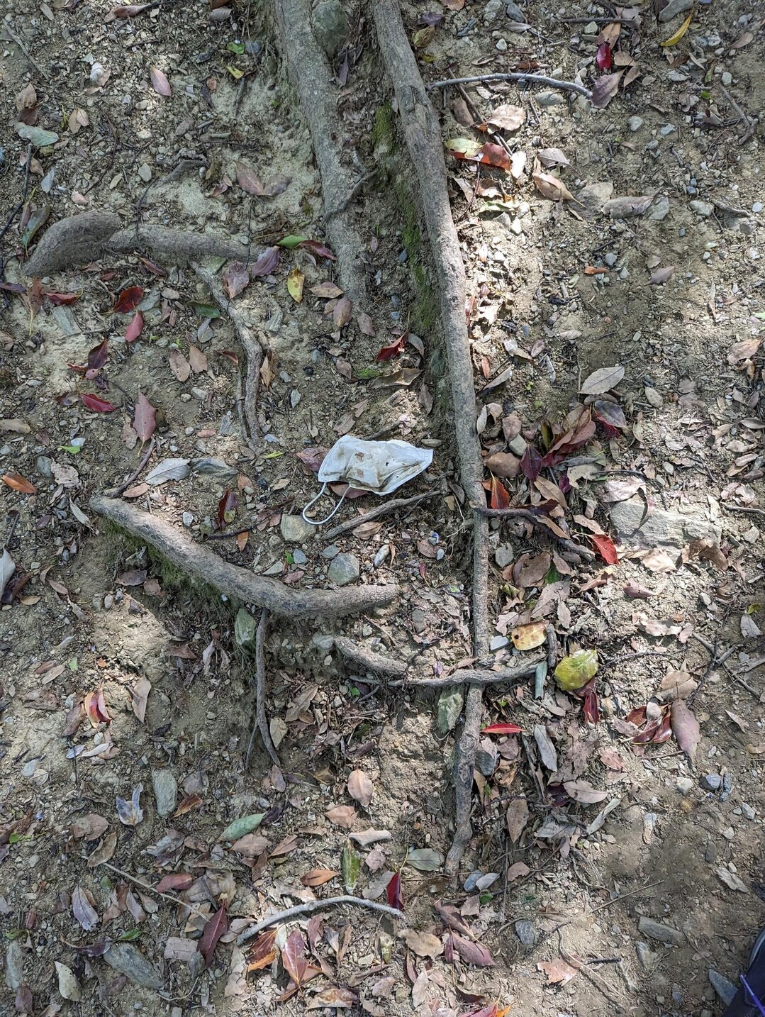 眉山 / Explorerさんの眉山の活動データ | YAMAP / ヤマップ