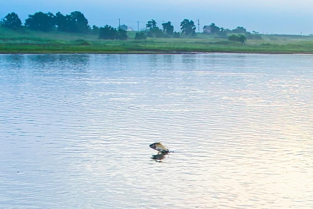 飛び跳ねる魚（R6.7.17） / としちゃんさんの佐賀市の活動データ | YAMAP / ヤマップ