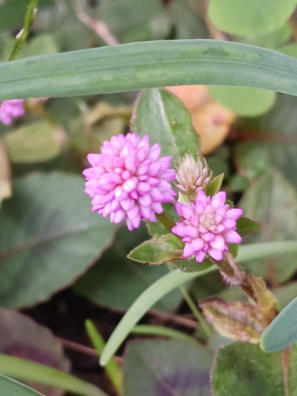 『世の中に〝雑草〟という草は無い。どんな... / hiroさんのモーメント | YAMAP / ヤマップ