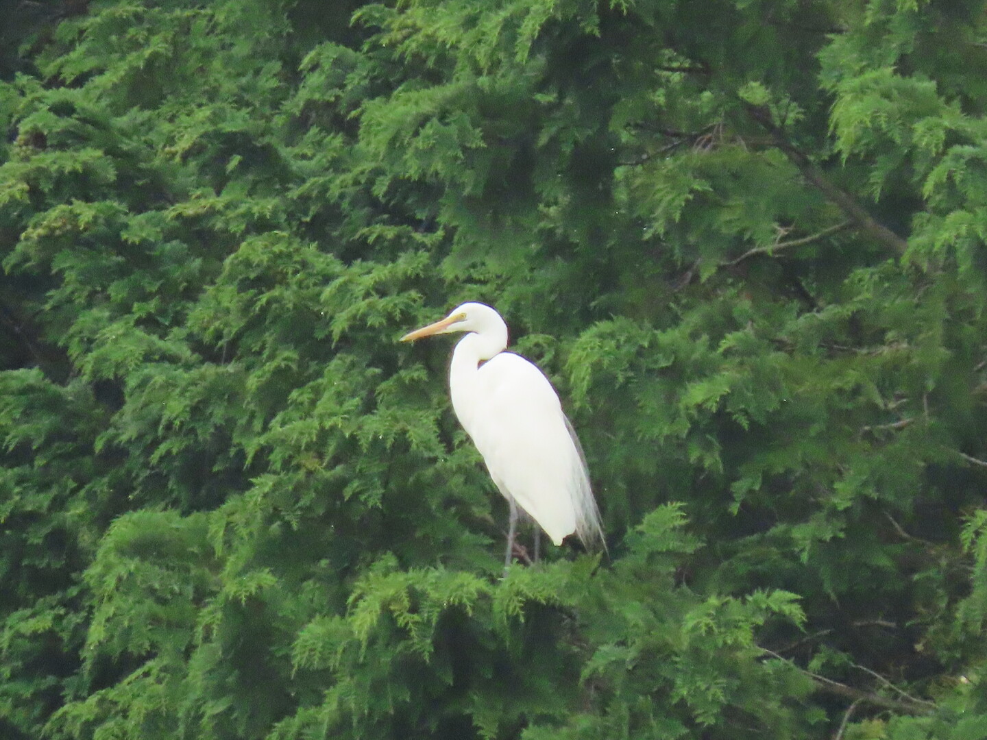 6/26午前8時前自宅の後ろにある、小森... / Yuzoさんのモーメント | YAMAP / ヤマップ