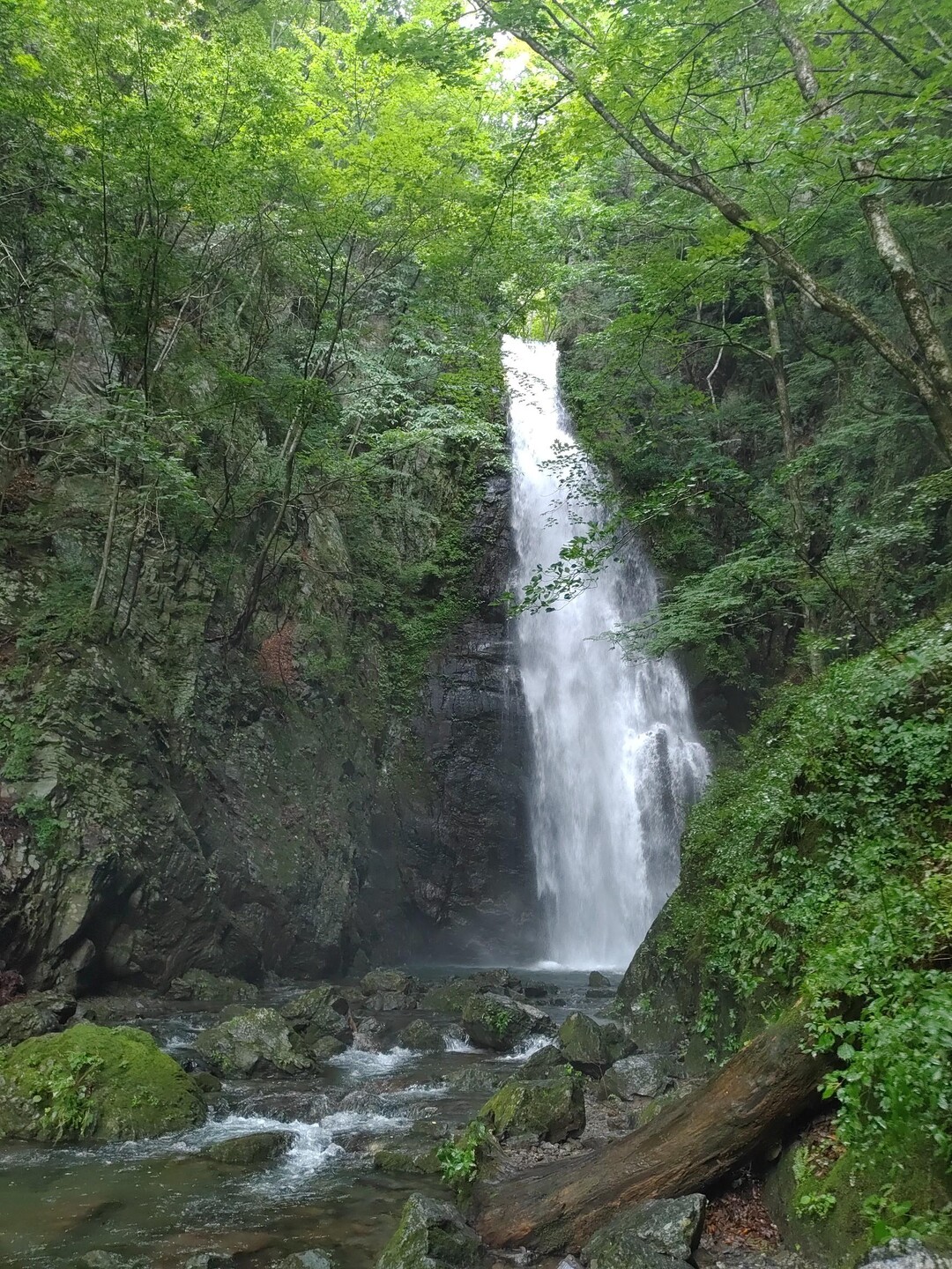 川苔山（川乗山）・曲ヶ谷北峰・鋸尾根Ⅰ峰・鋸尾根Ⅱ峰・鋸尾根Ⅲ峰・瘤高山・本仁田山 / クタクタさんの川苔山（川乗山）の活動データ | YAMAP / ヤマップ