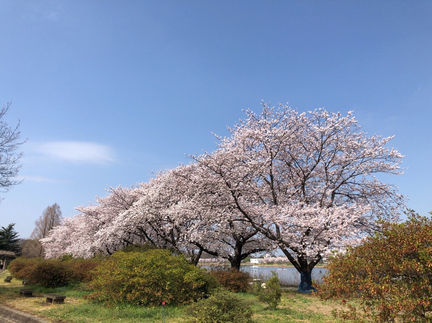 館林の桜を見に^_^2022.3.30 / SUNさんのモーメント | YAMAP / ヤマップ