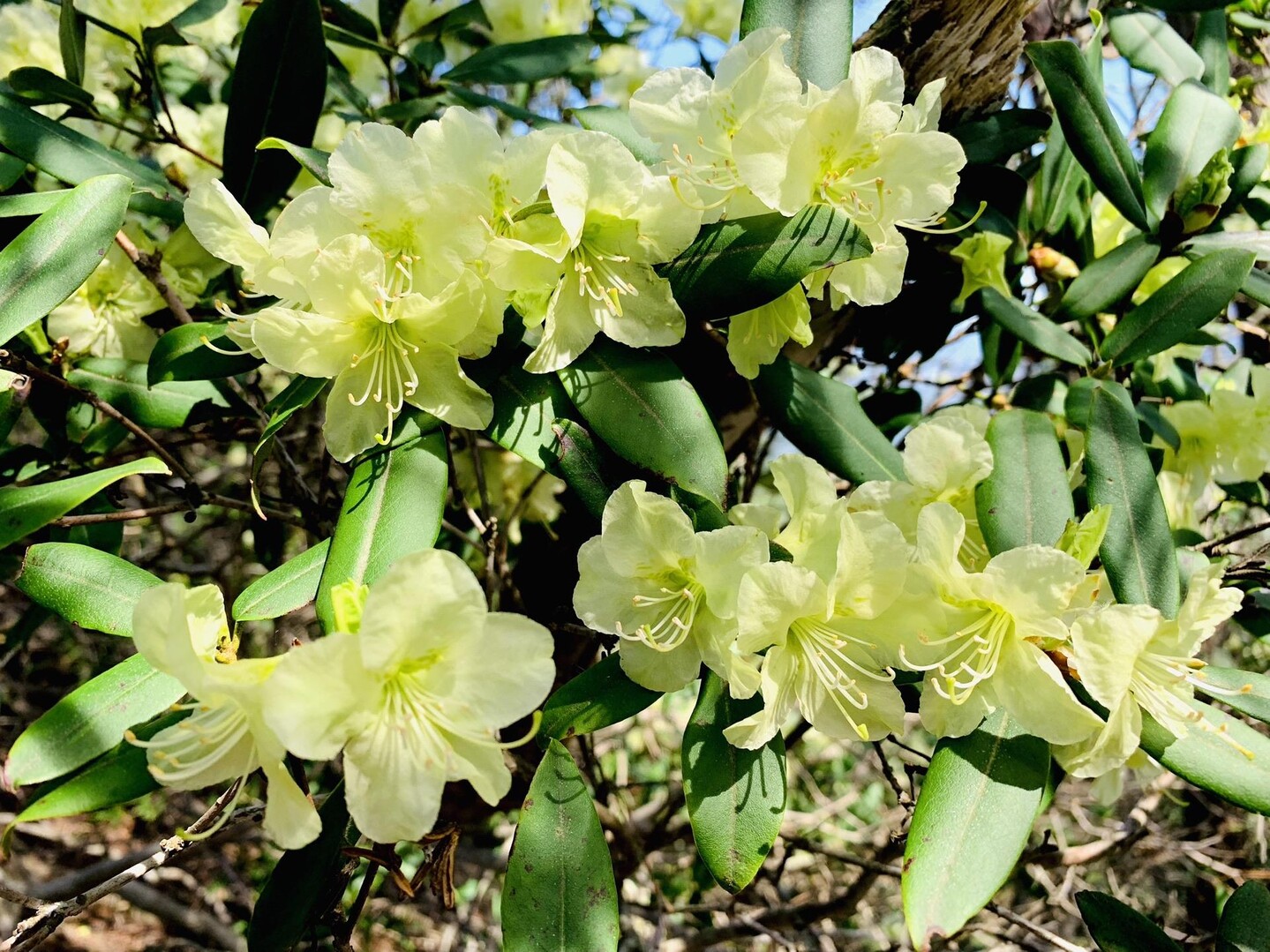 『向山連山』満開のヒカゲツツジ🌼を見ながら11Peek get👍 / AOCHIさんの向山・清水山の活動データ | YAMAP / ヤマップ