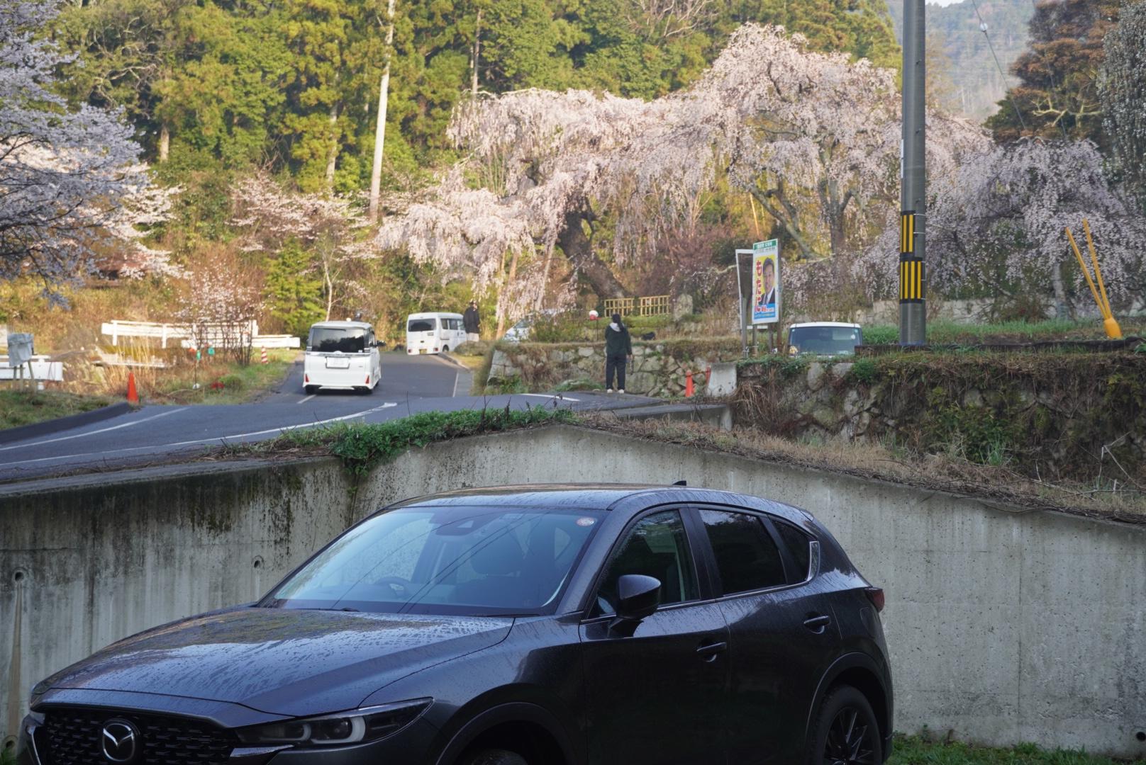 神原の枝垂れ桜🌸 ほぼ満開では😍 / masaikeさんのモーメント | YAMAP / ヤマップ