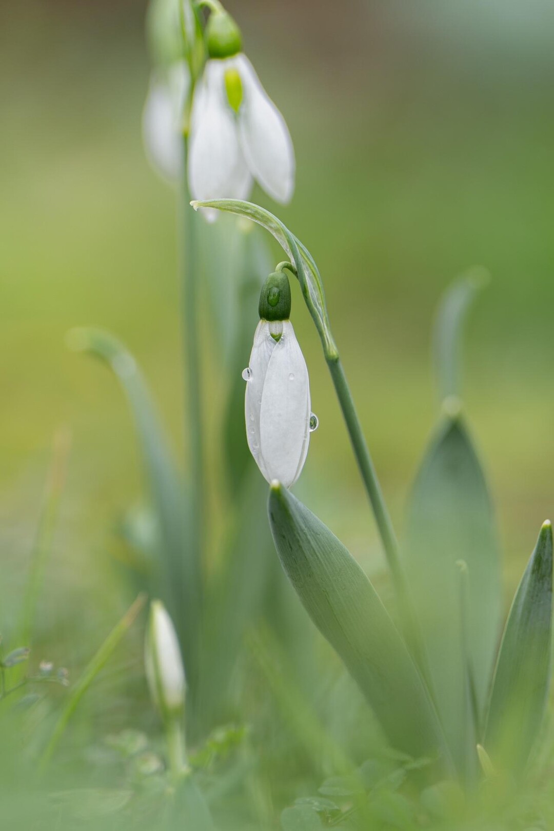 山野草 写活 / Gakuさんの皿倉山・花尾山・帆柱山の活動データ | YAMAP / ヤマップ