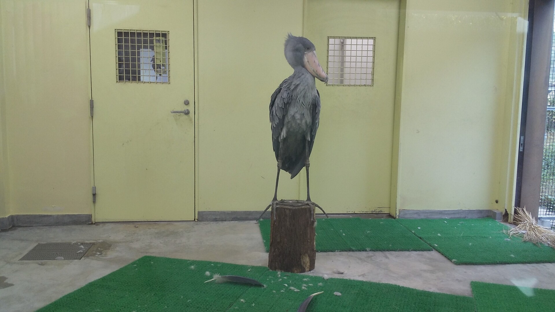 ちょっと息抜きにGoto使って高知へ😊... / むぎさんのモーメント | YAMAP / ヤマップ