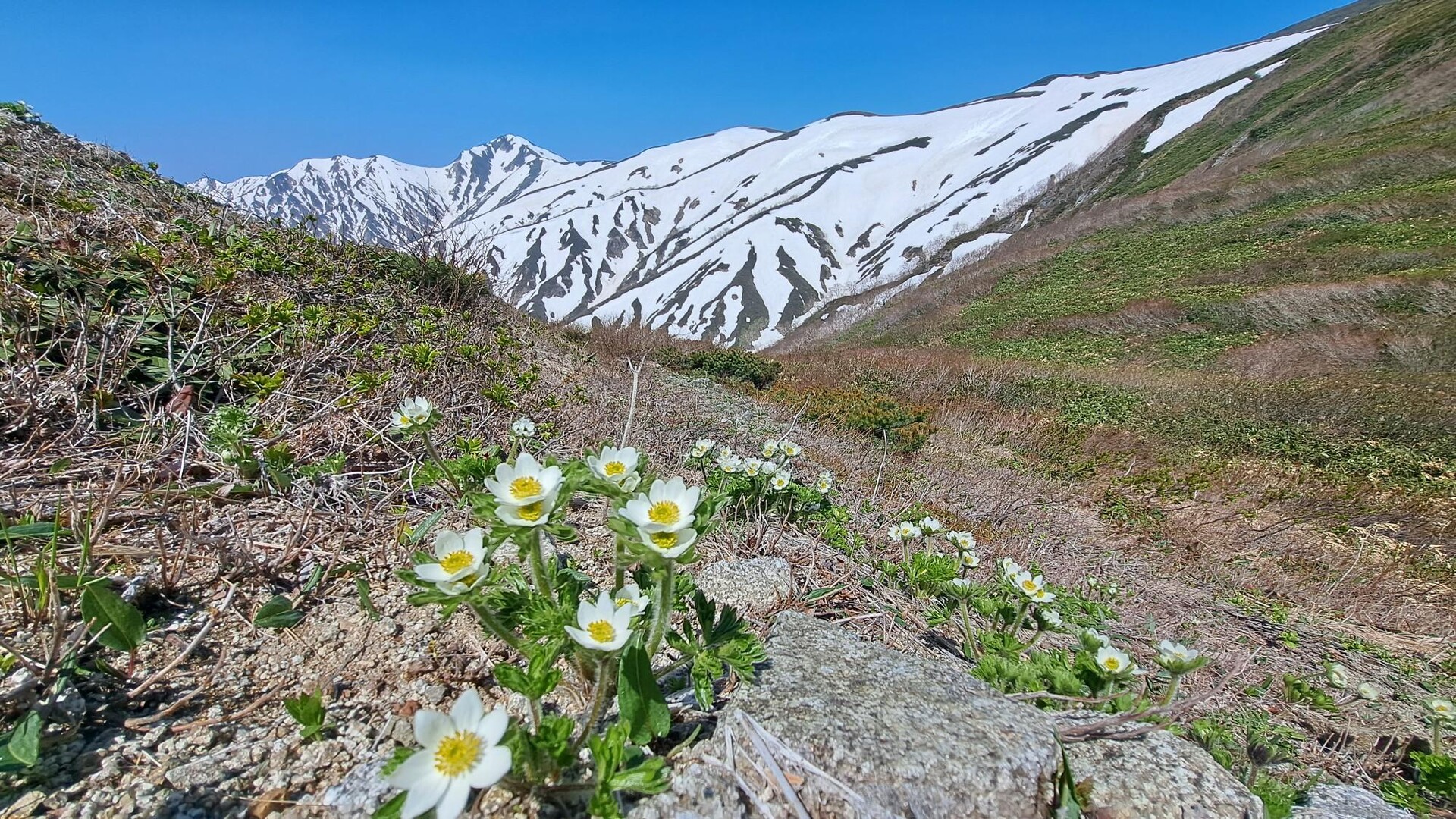 お花いっぱいの飯豊山🌼 / NatuMounさんの飯豊山・大日岳・御西岳の活動データ | YAMAP / ヤマップ