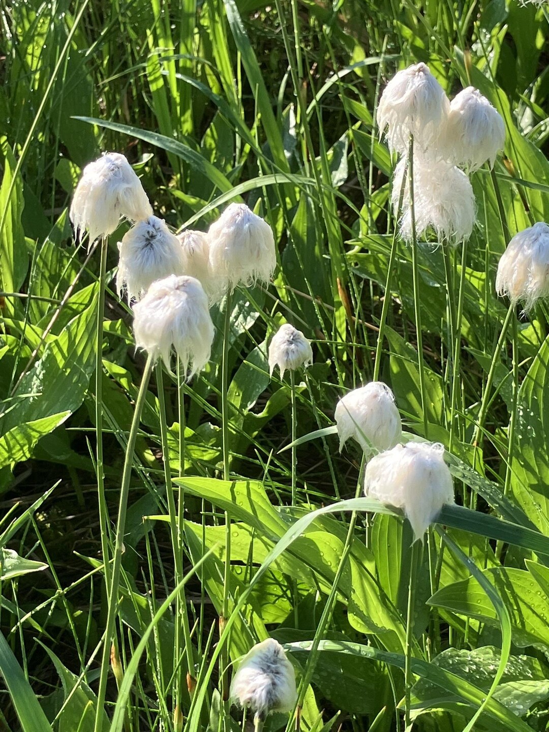 ウォーキング-2024-06-17 / koroさんのウォーキングの活動データ | YAMAP / ヤマップ