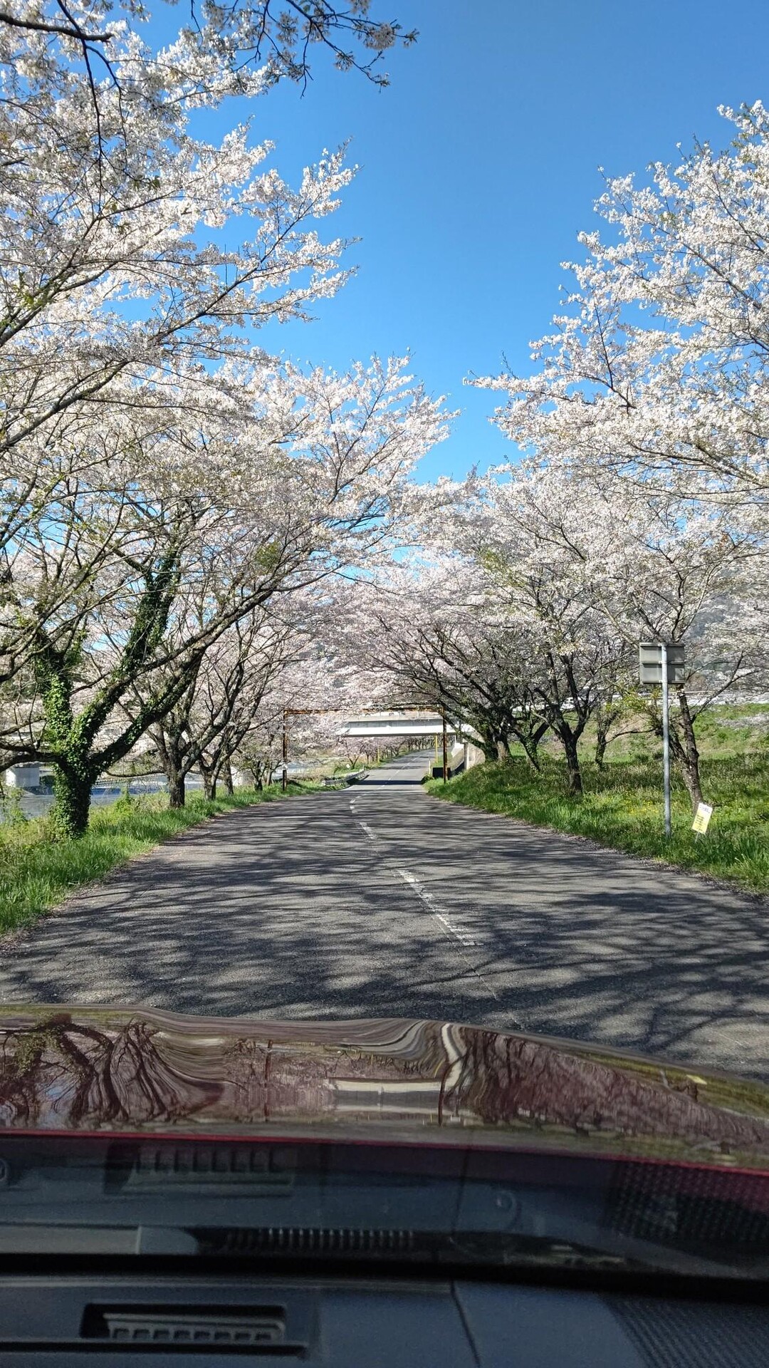 丸山・草木・多志田山 / guriko5さんの藤原岳・御池岳の活動データ | YAMAP / ヤマップ