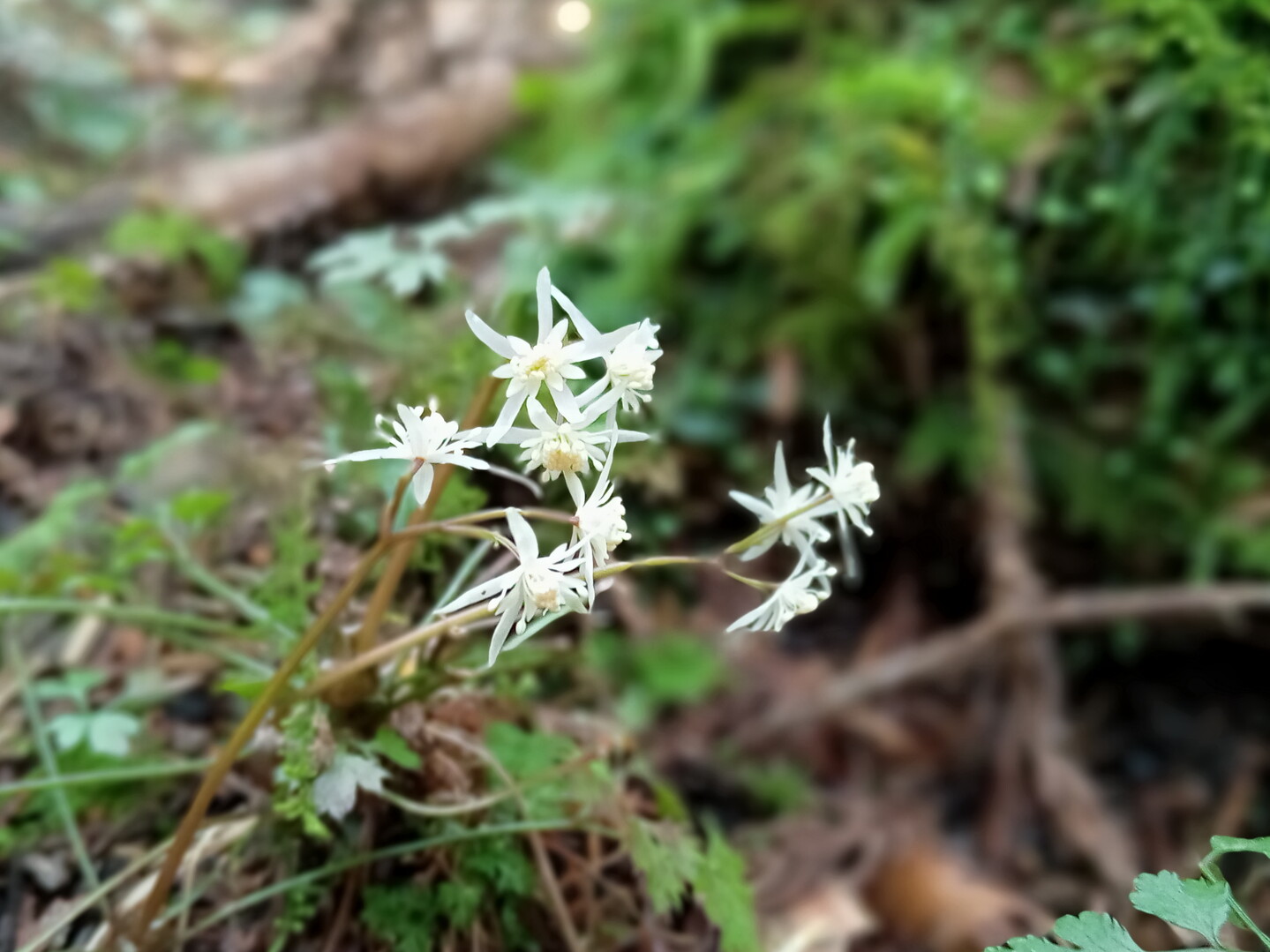 セリバオウレン群生🌼🌼🌼 納古山 / Homanさんの納古山の活動データ | YAMAP / ヤマップ