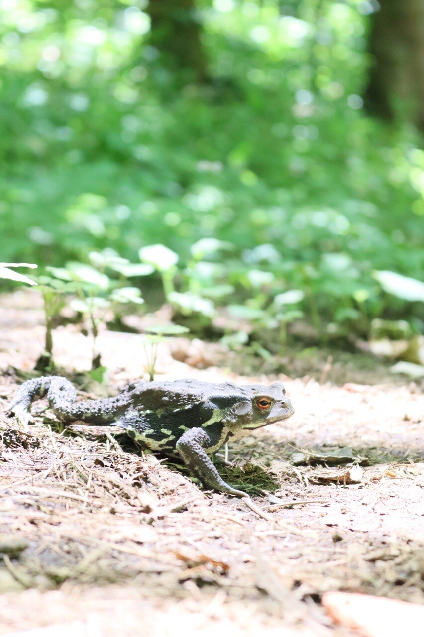 姫神2ピーク攻める🏃‍♀️🔥 / o_yuzuさんの姫神山の活動データ | YAMAP / ヤマップ