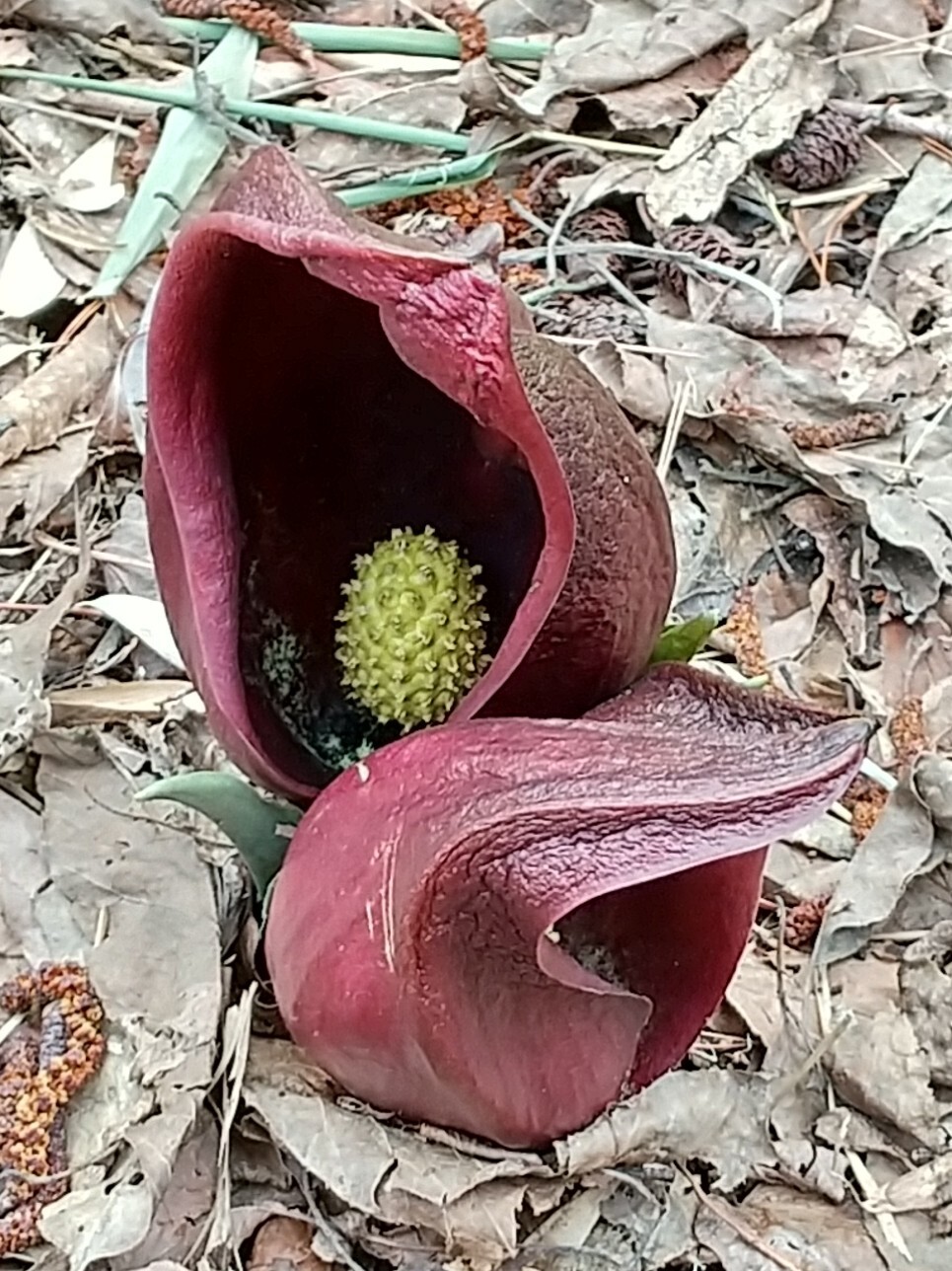 高島市今津の座禅草を見てきました。 そろ... / sumiさんのモーメント | YAMAP / ヤマップ