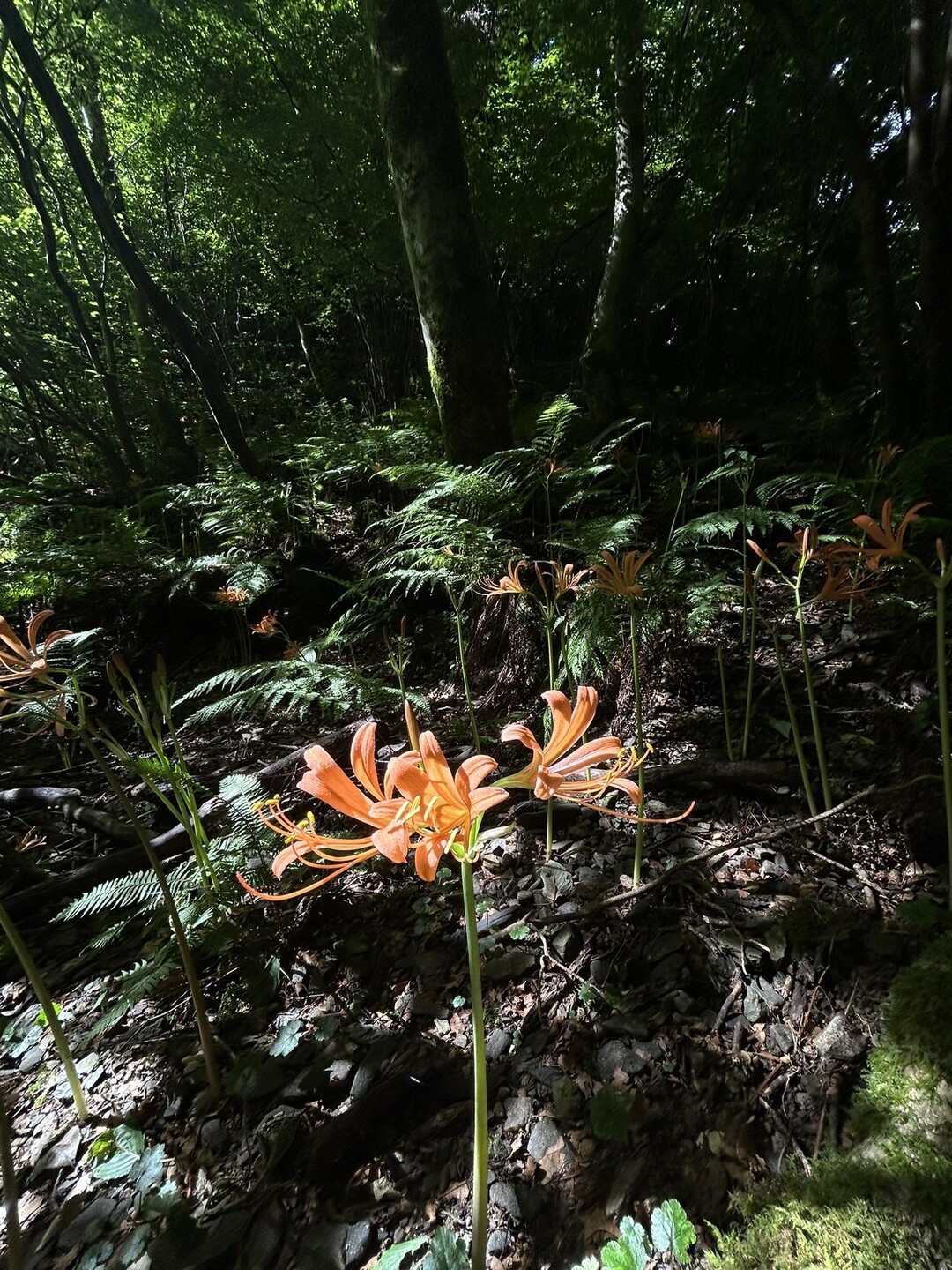 ｵｵｷﾂﾈﾉｶﾐｿﾘ🦊@井原山(糸島市... / ryu_ich1さんのモーメント | YAMAP / ヤマップ
