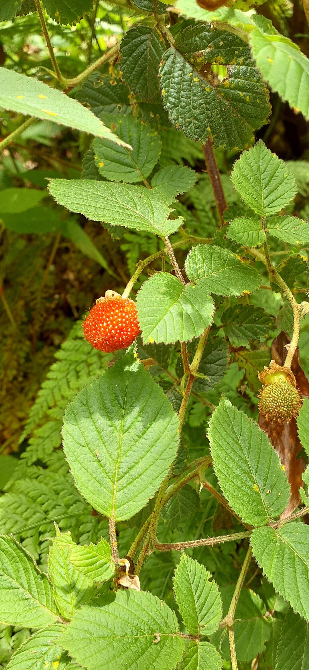 二上山 N氏と。 / kikiさんの明神山・玉手山の活動データ | YAMAP / ヤマップ