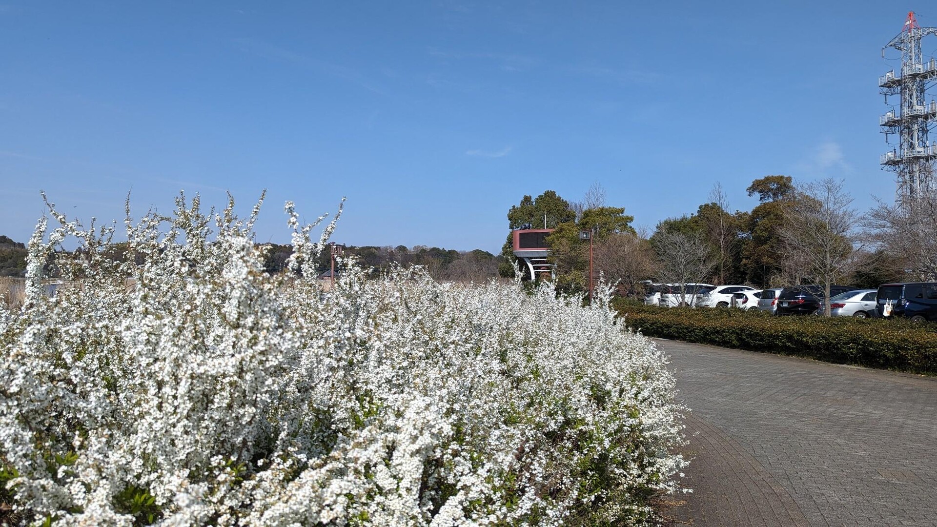手賀沼ランニング-2024-03-31 / TK54さんのランニングの活動データ | YAMAP / ヤマップ