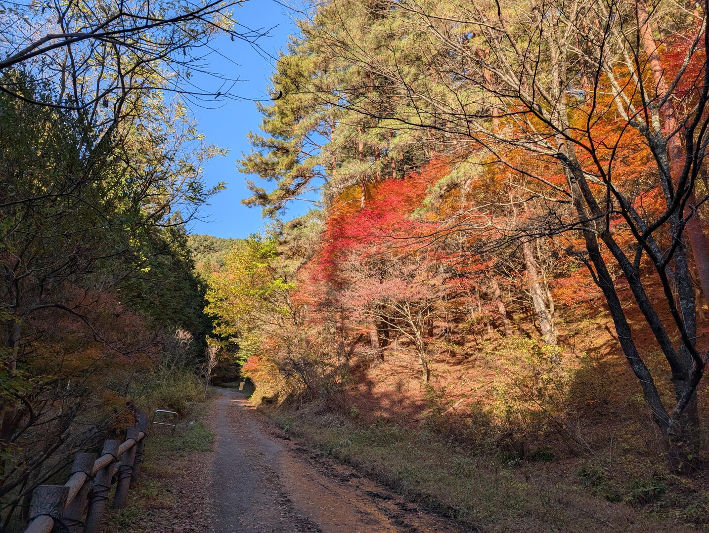 キツかった・・・。本高森山 / MSCさんの念丈岳・烏帽子岳・本高森山の活動データ | YAMAP / ヤマップ