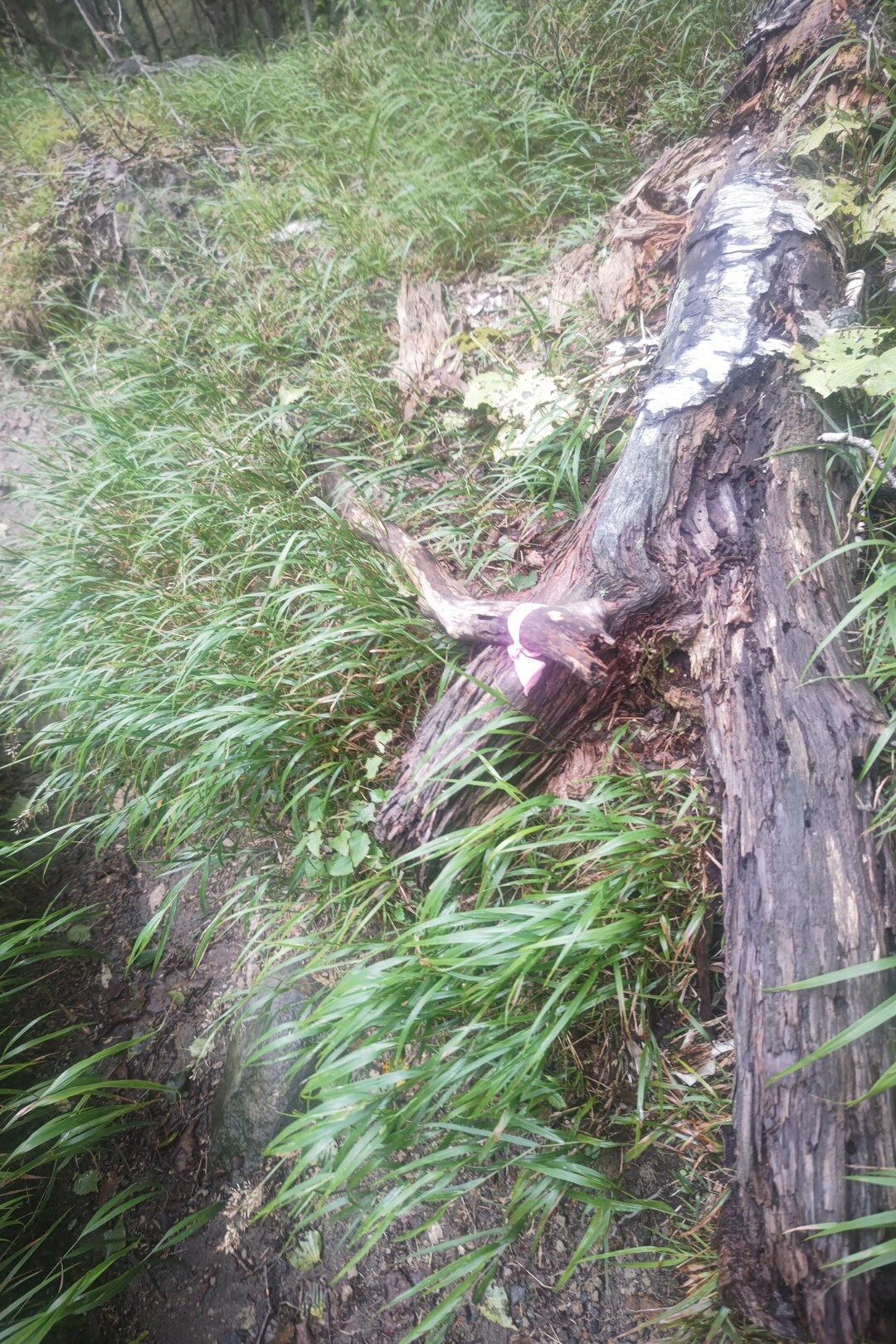 DSIさんの投稿したフィールドメモ | YAMAP / ヤマップ