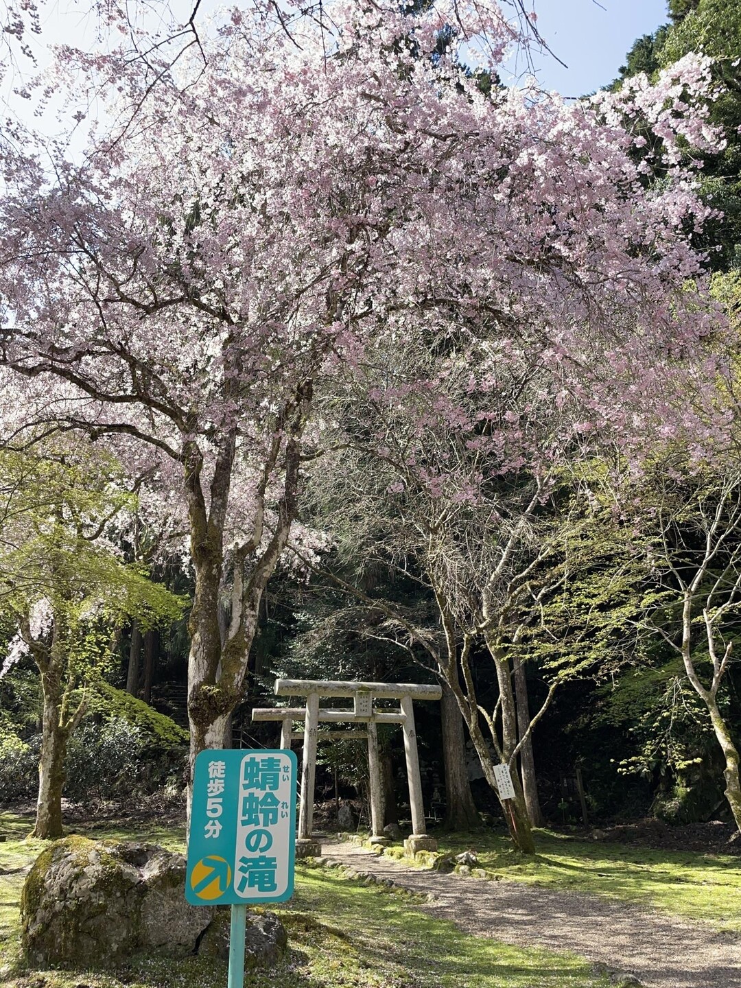 吉野 蜻蛉の滝〜青根ヶ峰〜西行庵〜吉野駅 / sueさんの吉野山・青根ヶ峰・百貝岳の活動データ | YAMAP / ヤマップ