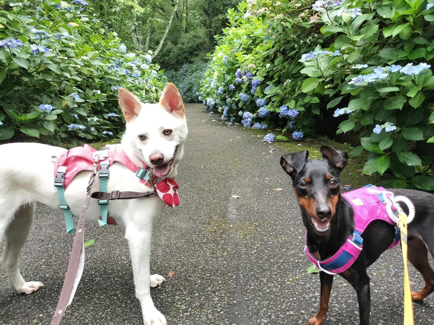 ユクとバジルと紫陽花 / yukさんの生駒山・神津嶽・大原山の活動日記 | YAMAP / ヤマップ