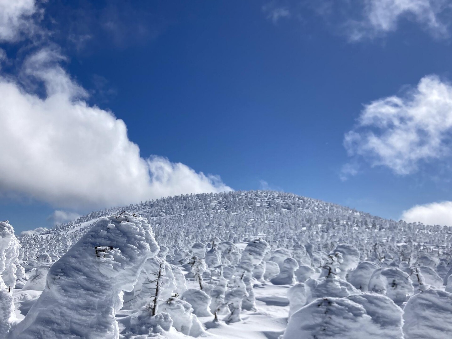 樹氷天国の西吾妻山 / かとうyeah!さんの吾妻山・一切経山の活動データ | YAMAP / ヤマップ