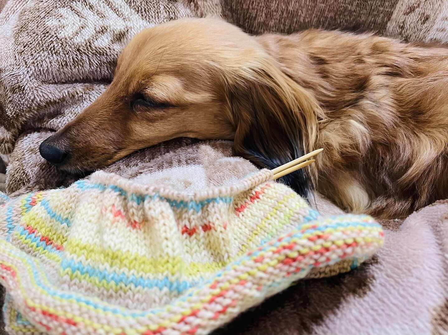 R6.3.12 8日から体調不良にてお休... / ·̩͙꒰ঌ hiro‪ ·͜·ᰔᩚさんのモーメント | YAMAP / ヤマップ